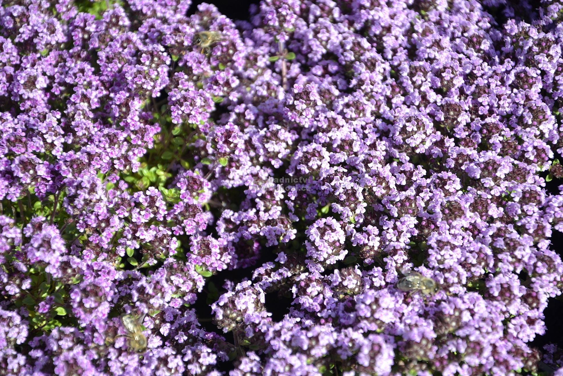 Thymus " Caborn Wine and Roses " - mateřídouška Zahradnictví Krulichovi ...