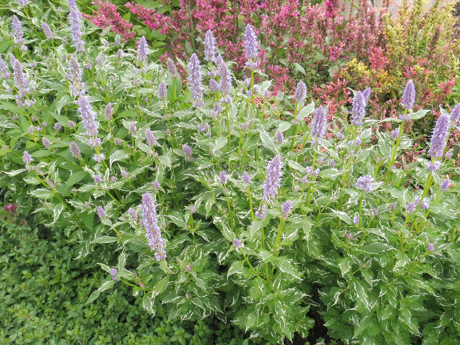 Agastache " Crazy Fortune " ® - agastache Zahradnictví Krulichovi ...