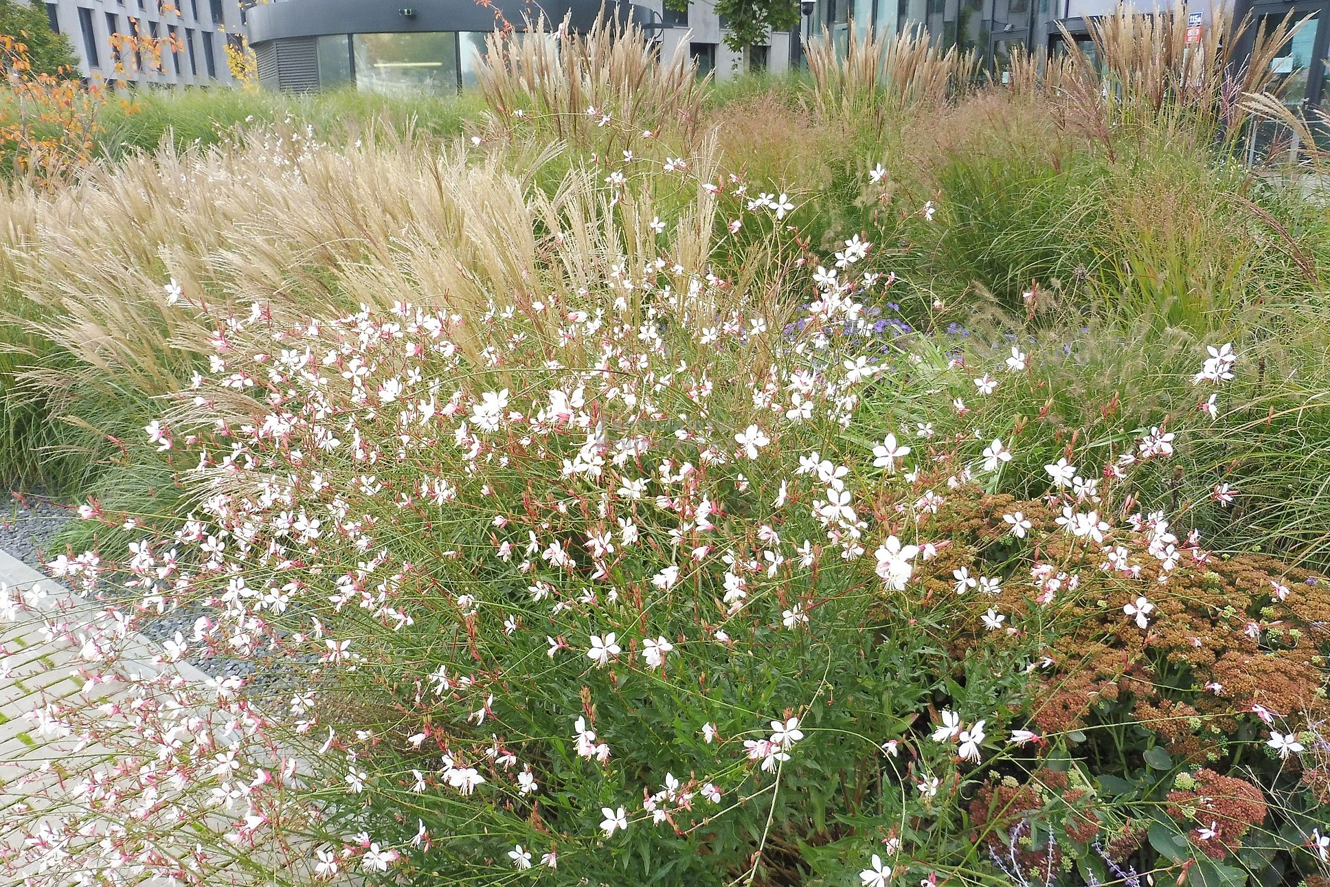 Gaura lindheimeri " Summer Breeze " - svíčkovec Zahradnictví Krulichovi ...