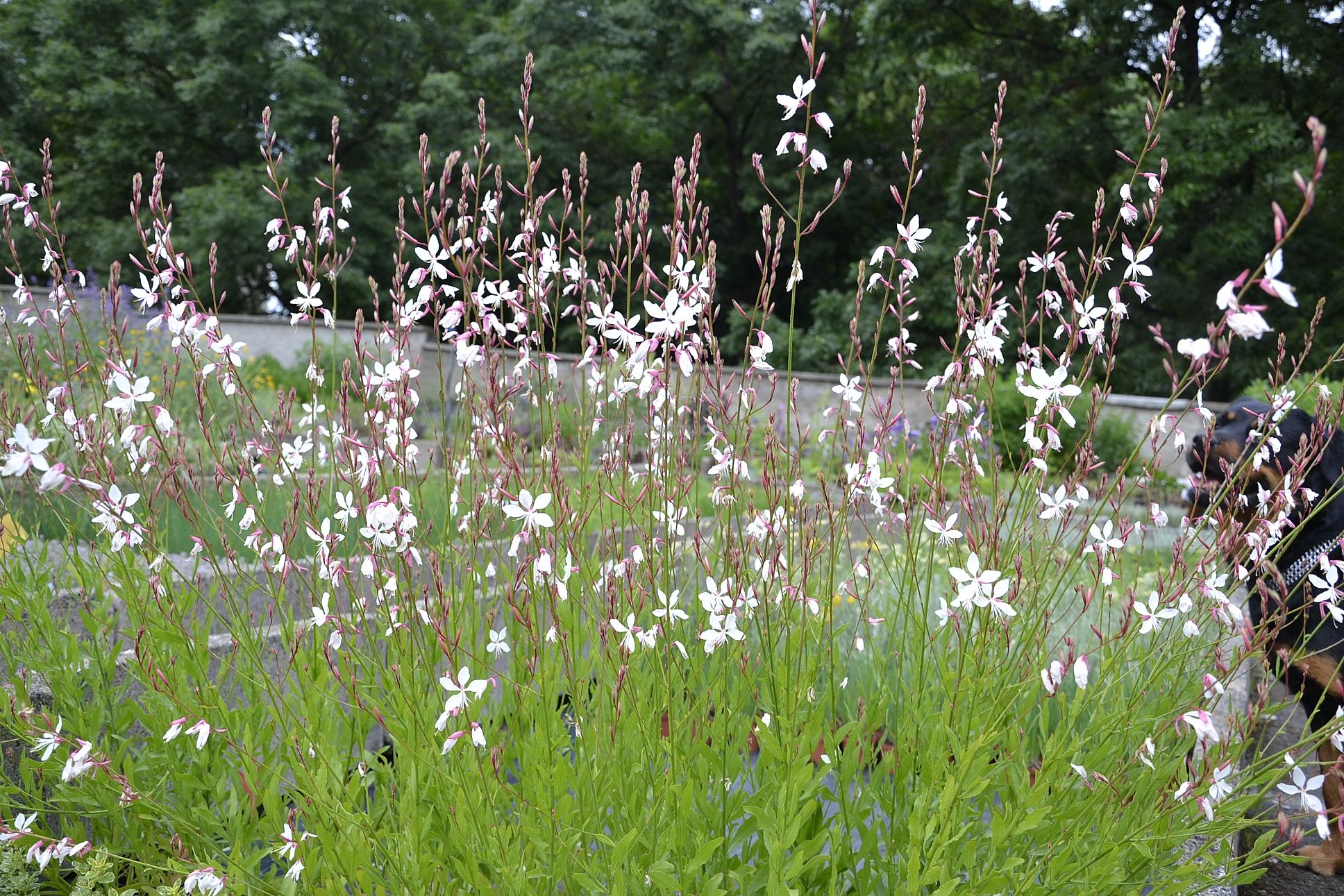 Gaura lindheimeri " Summer Breeze " - svíčkovec Zahradnictví Krulichovi ...