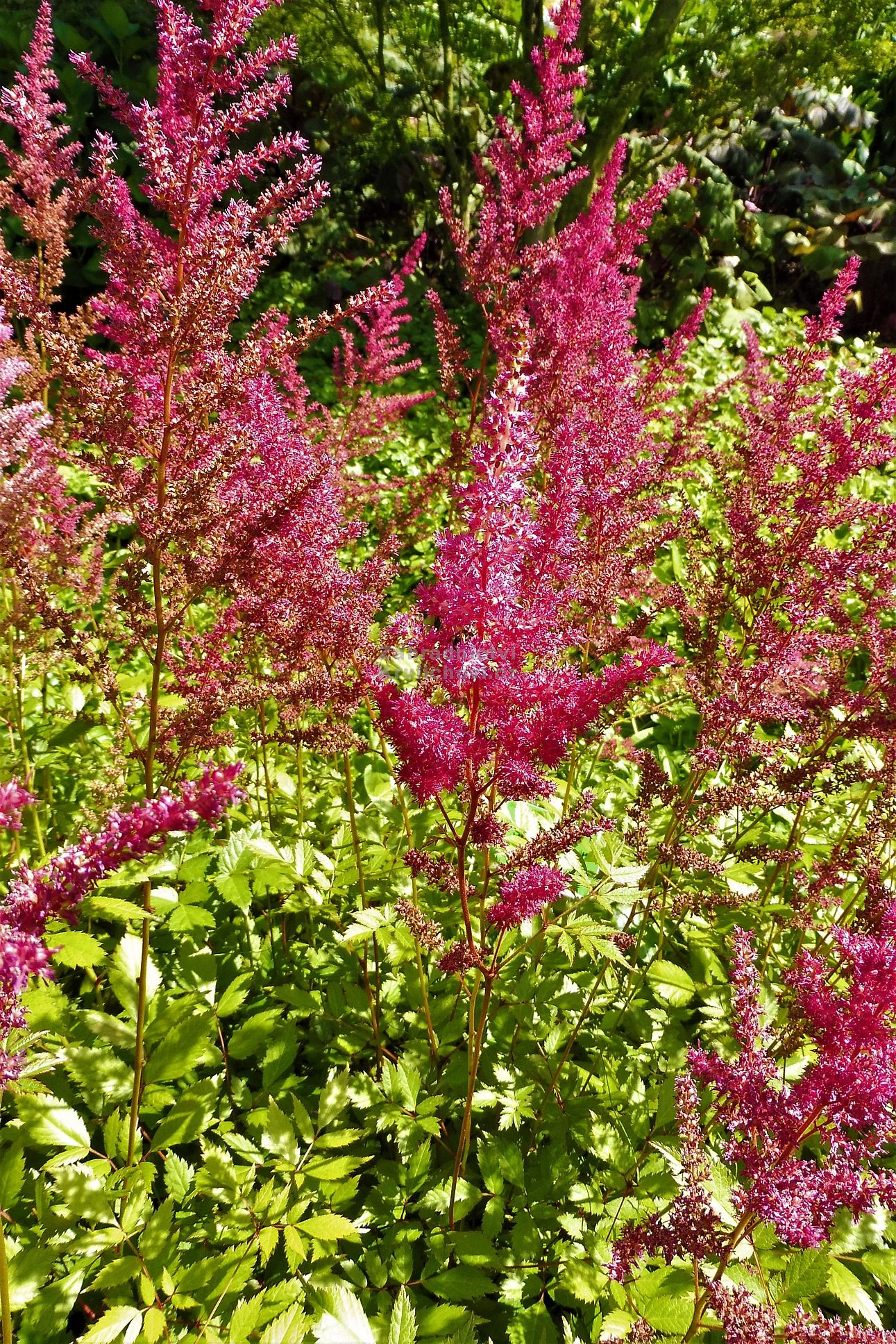 Astilbe chinensis " Mighty® Red Quin " - čechrava Zahradnictví ...