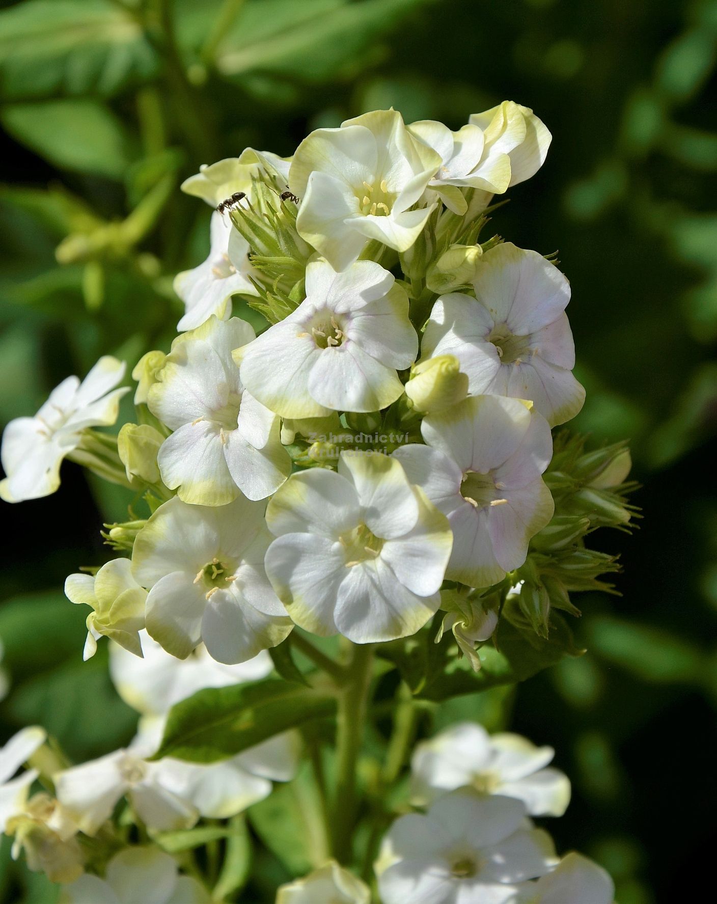 Phlox paniculata " Orchid Green " ® - flox, plamenka Zahradnictví ...
