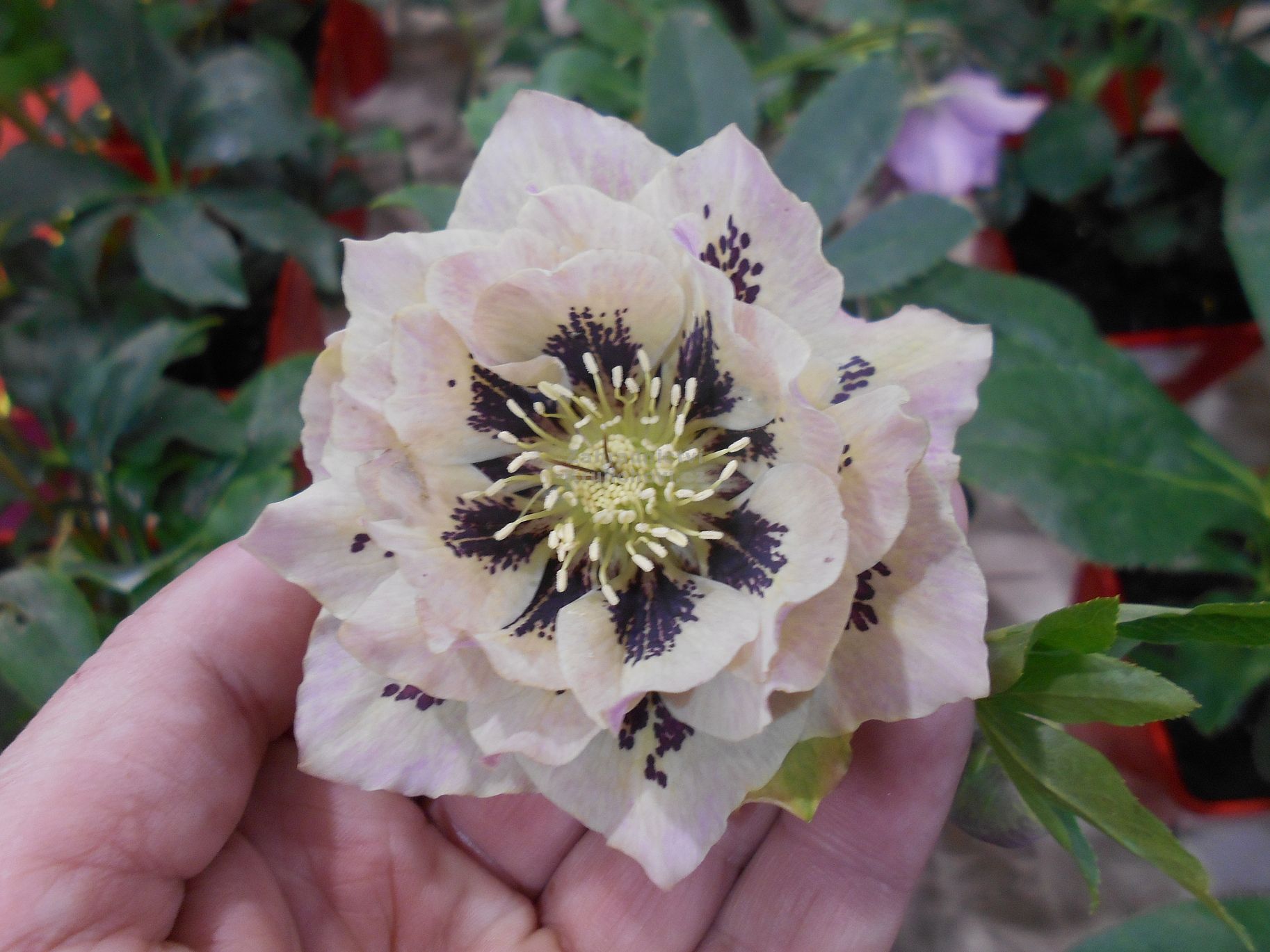 Helleborus hybridus " Double Ellen Pink Spotted " ® - čemeřice ...