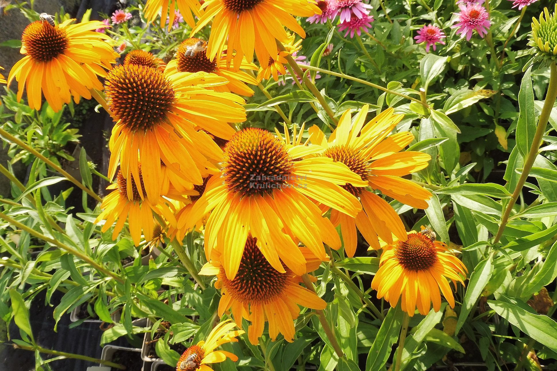 Echinacea " Honey Skipper " ® - třapatkovka Zahradnictví Krulichovi ...