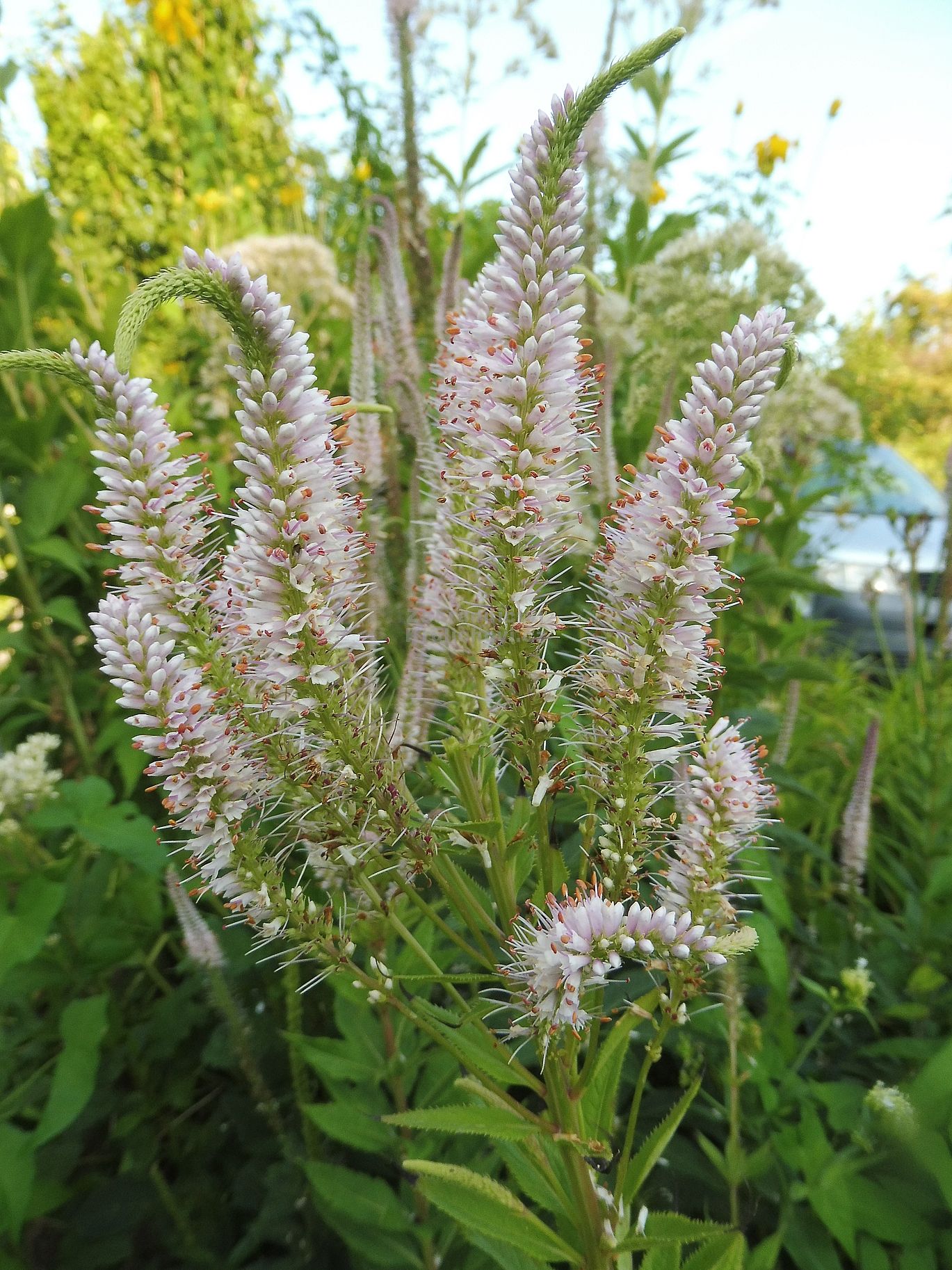Veronicastrum virginicum " Kleine Erica " - rozrazil viržinský ...