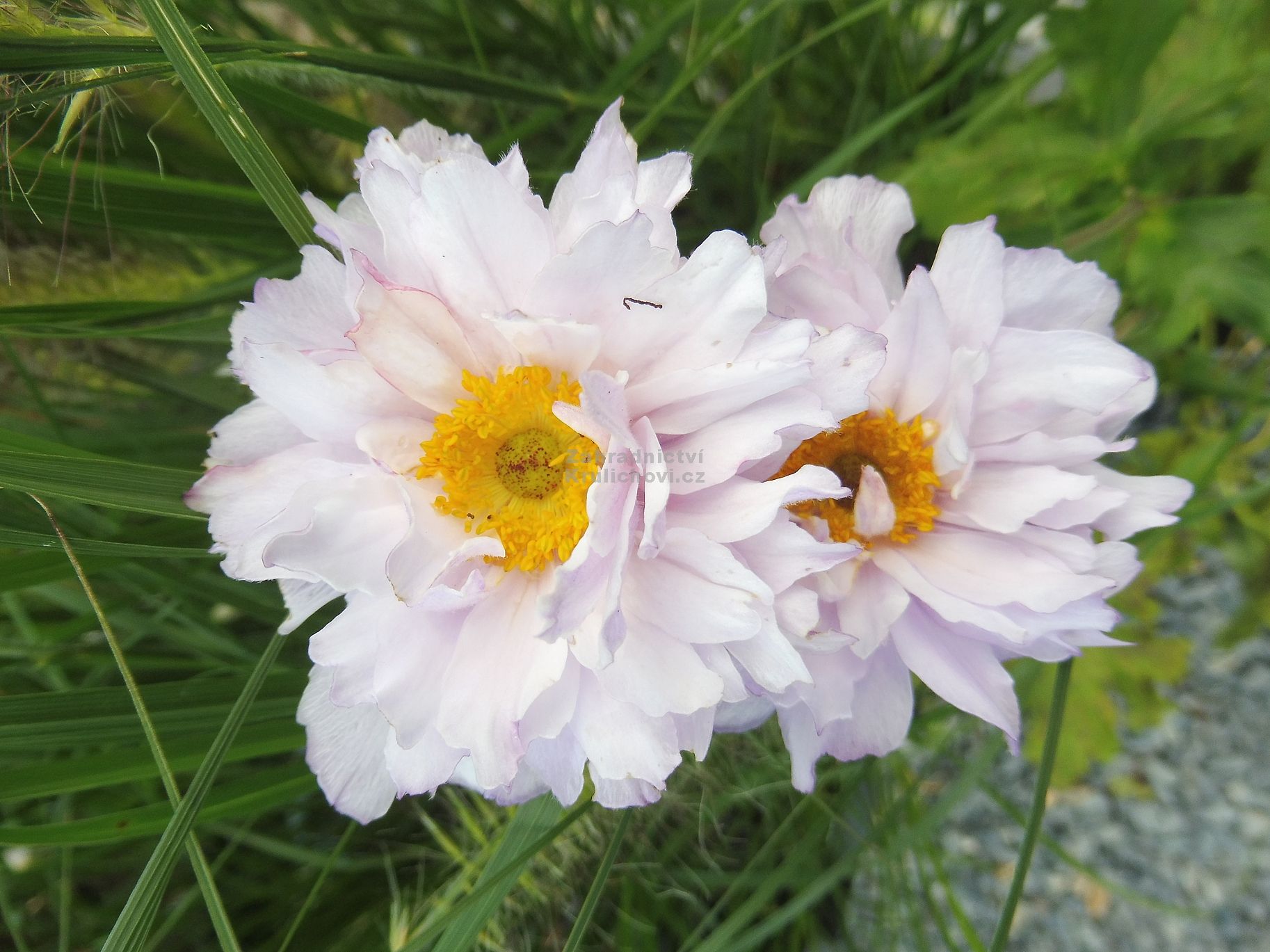 Anemone " Frilly Knickers " ® - sasanka Zahradnictví Krulichovi ...