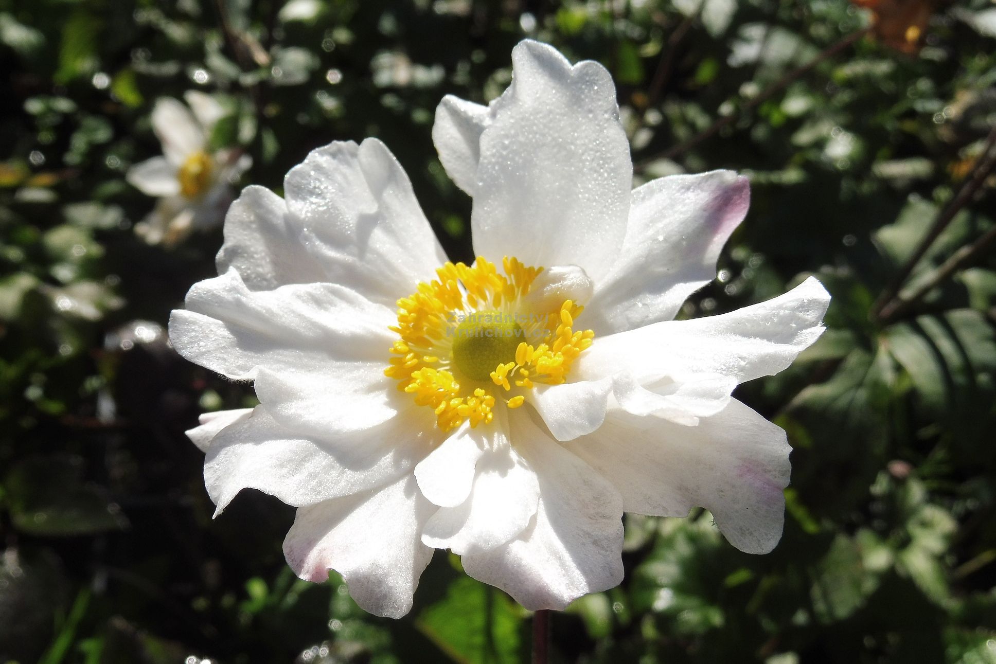 Anemone " Snow Angel " ® - sasanka Zahradnictví Krulichovi ...