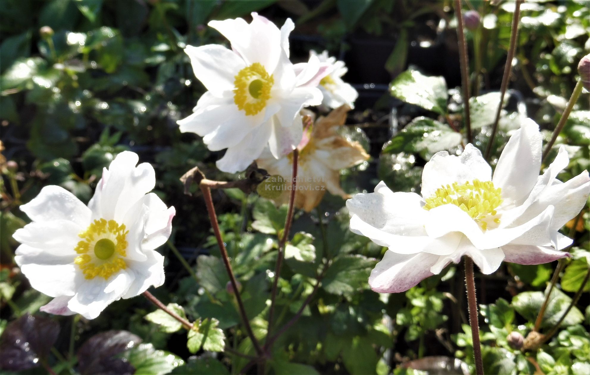 Anemone " Snow Angel " ® - sasanka Zahradnictví Krulichovi ...
