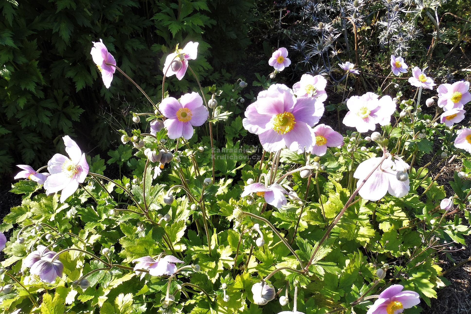 Anemone " Regal Swan " ® - sasanka Zahradnictví Krulichovi ...