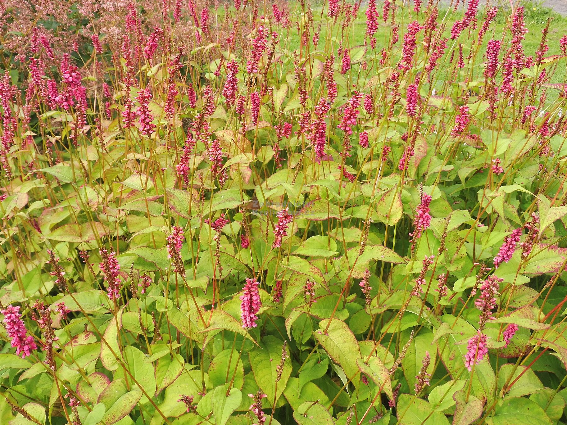 Persicaria amplexicaulis " Lisan " - rdesno Zahradnictví Krulichovi ...