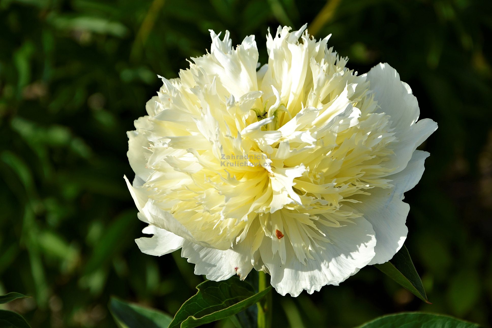 Paeonia lactiflora " Honey Gold " - pivoňka čínská Zahradnictví ...