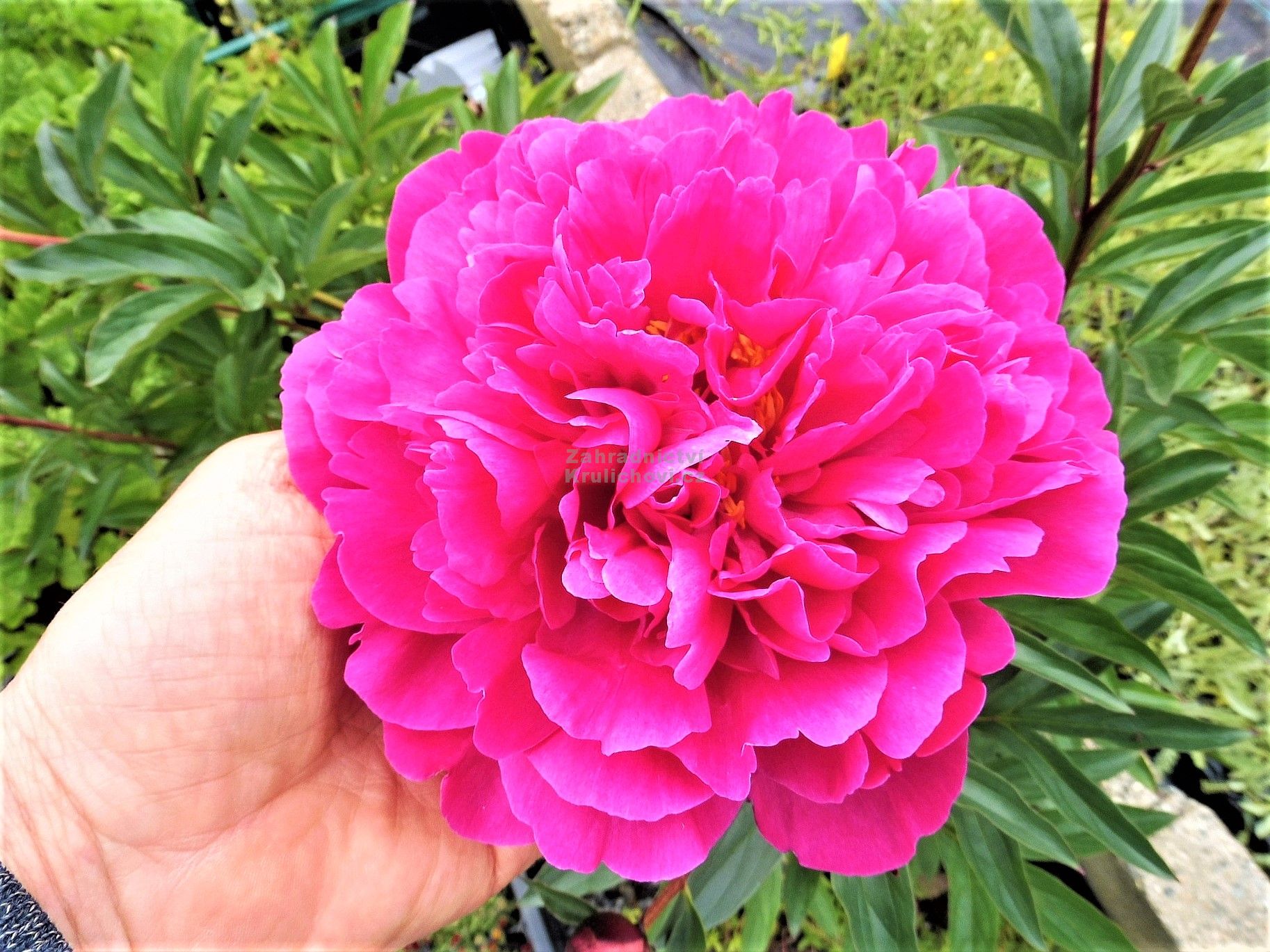Paeonia lactiflora " Jadwiga " - pivoňka čínská Zahradnictví Krulichovi ...