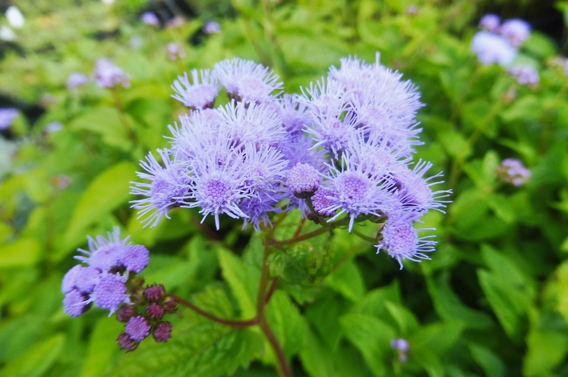 Eupatorium ( syn. Conoclinium ) coelestinum - sadec Zahradnictví ...