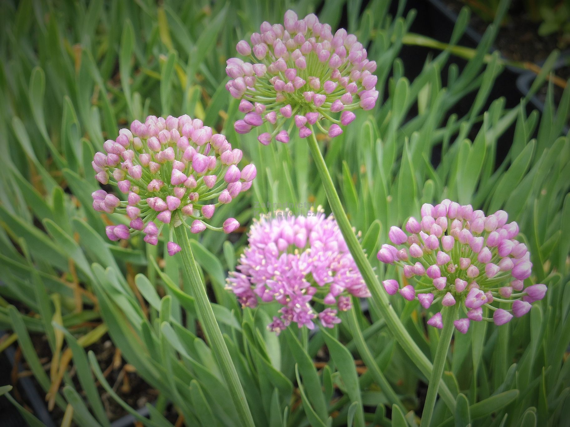 Allium " Little Saphire " - česnek okrasný Zahradnictví Krulichovi ...