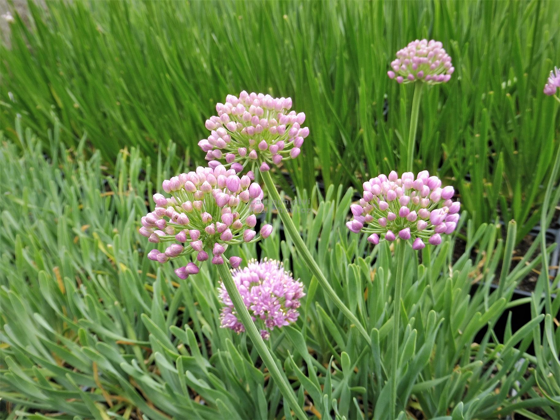 Allium " Little Saphire " - česnek okrasný Zahradnictví Krulichovi ...