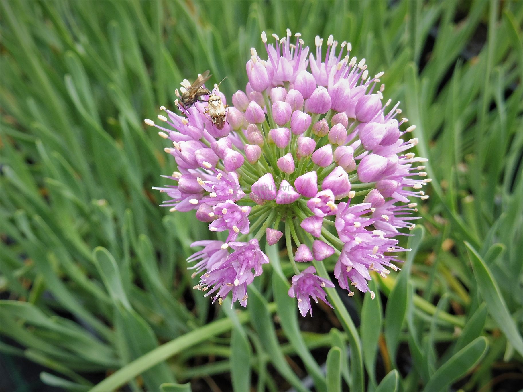 Allium " Little Saphire " - česnek okrasný Zahradnictví Krulichovi ...