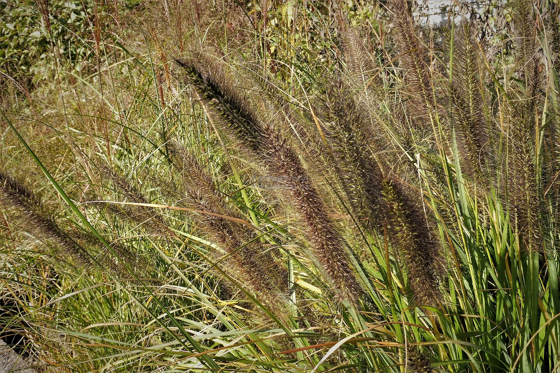 Pennisetum alopecuroides " Black Beauty " - dochan psárkovitý, vousatec ...