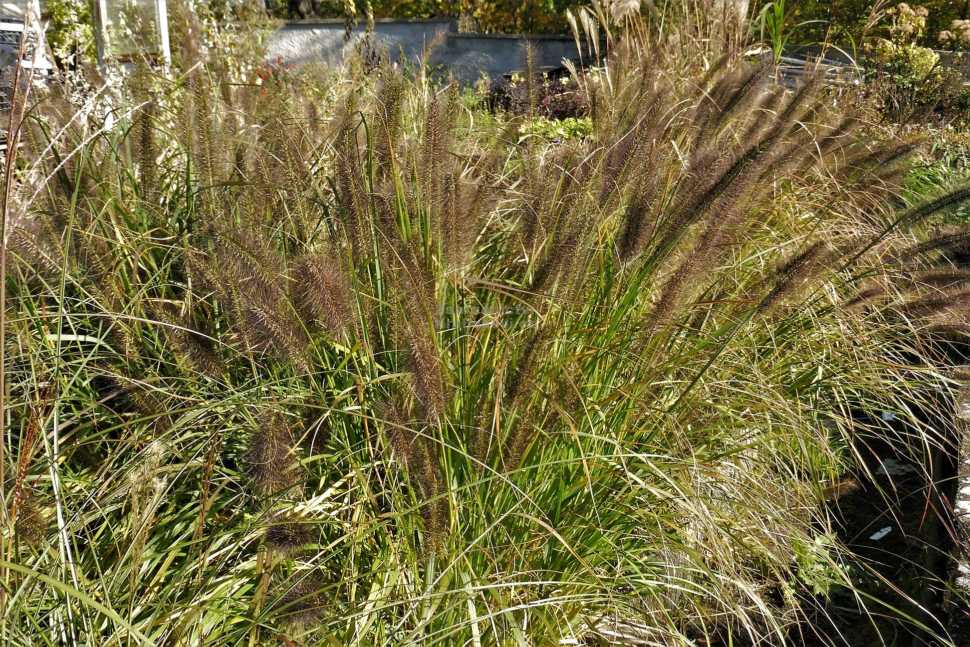 Pennisetum alopecuroides " Black Beauty " - dochan psárkovitý, vousatec ...