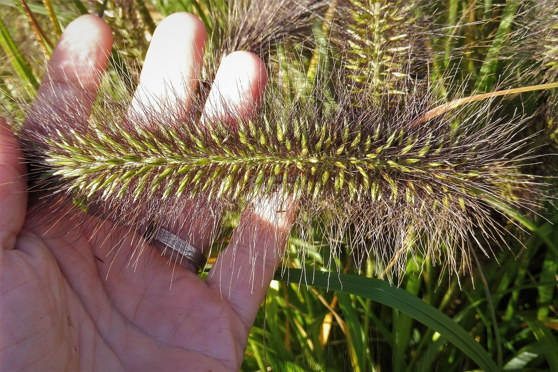 Pennisetum alopecuroides " Black Beauty " - dochan psárkovitý, vousatec ...