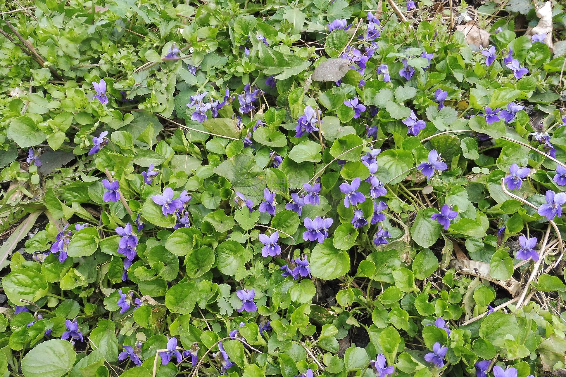 Viola odorata - violka, fialka vonná, přírodní forma Zahradnictví ...