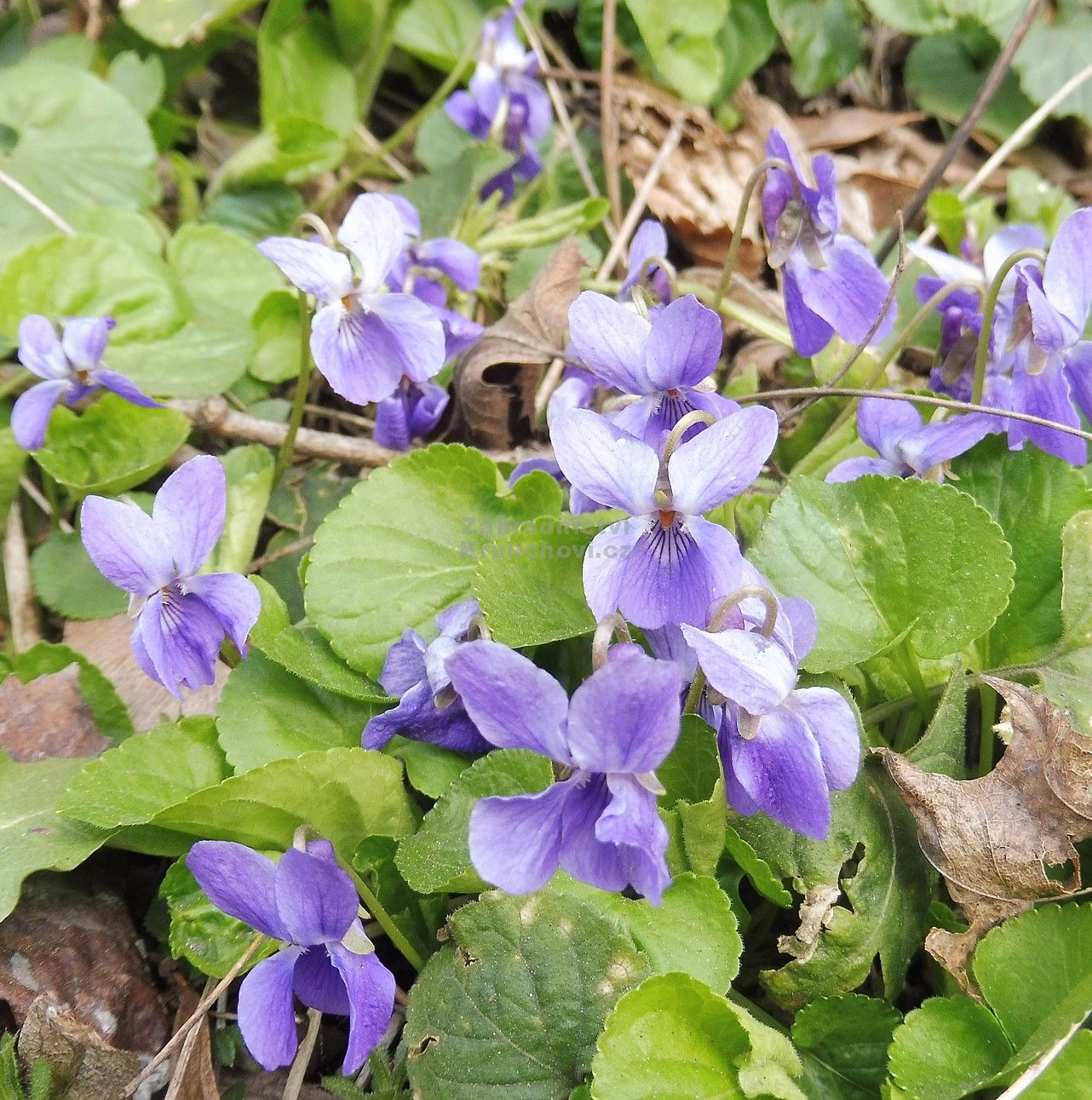 Viola odorata - violka, fialka vonná, přírodní forma Zahradnictví ...