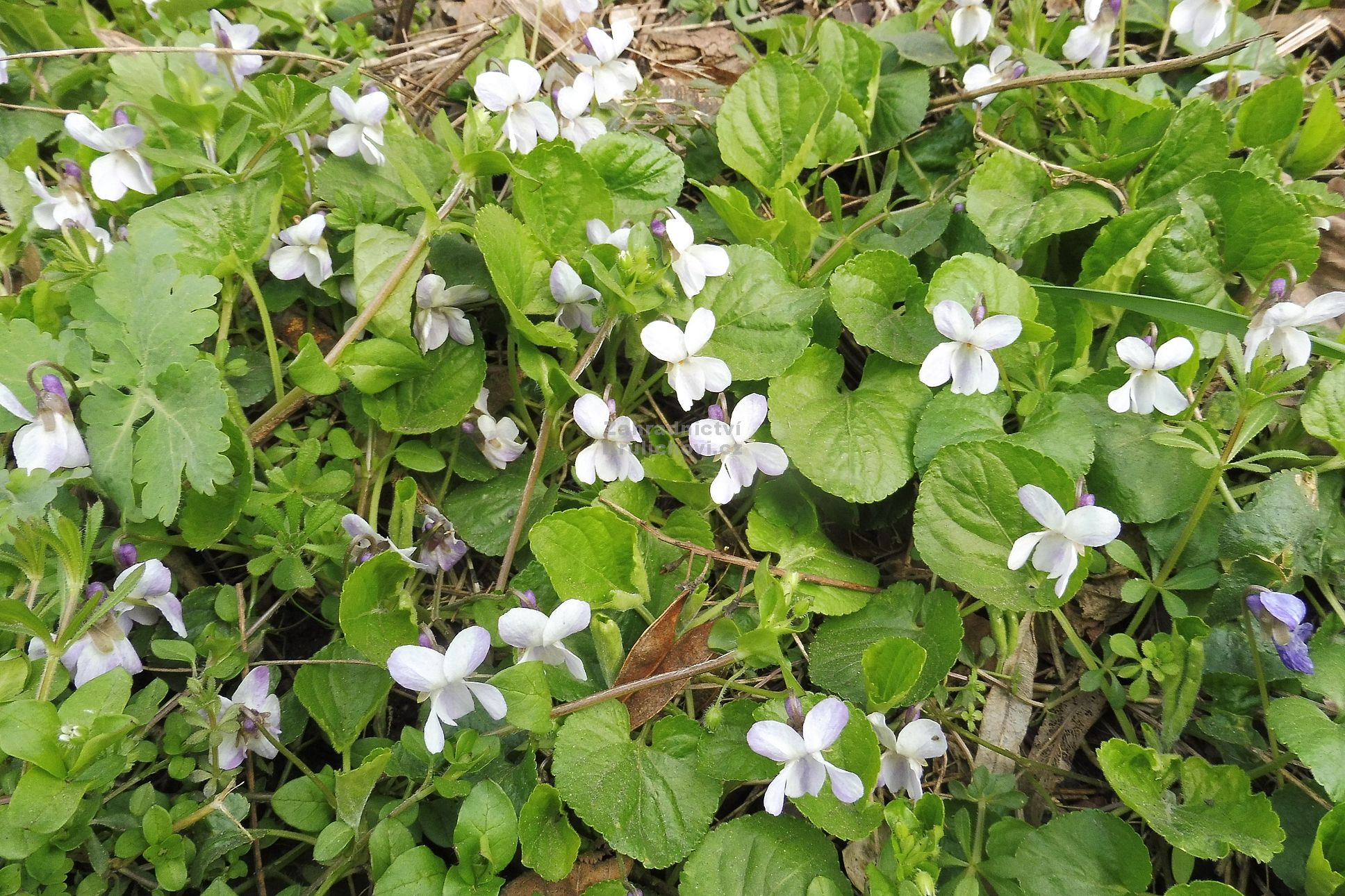 Viola odorata " Royal Wedding " - violka, fialka vonná Zahradnictví ...