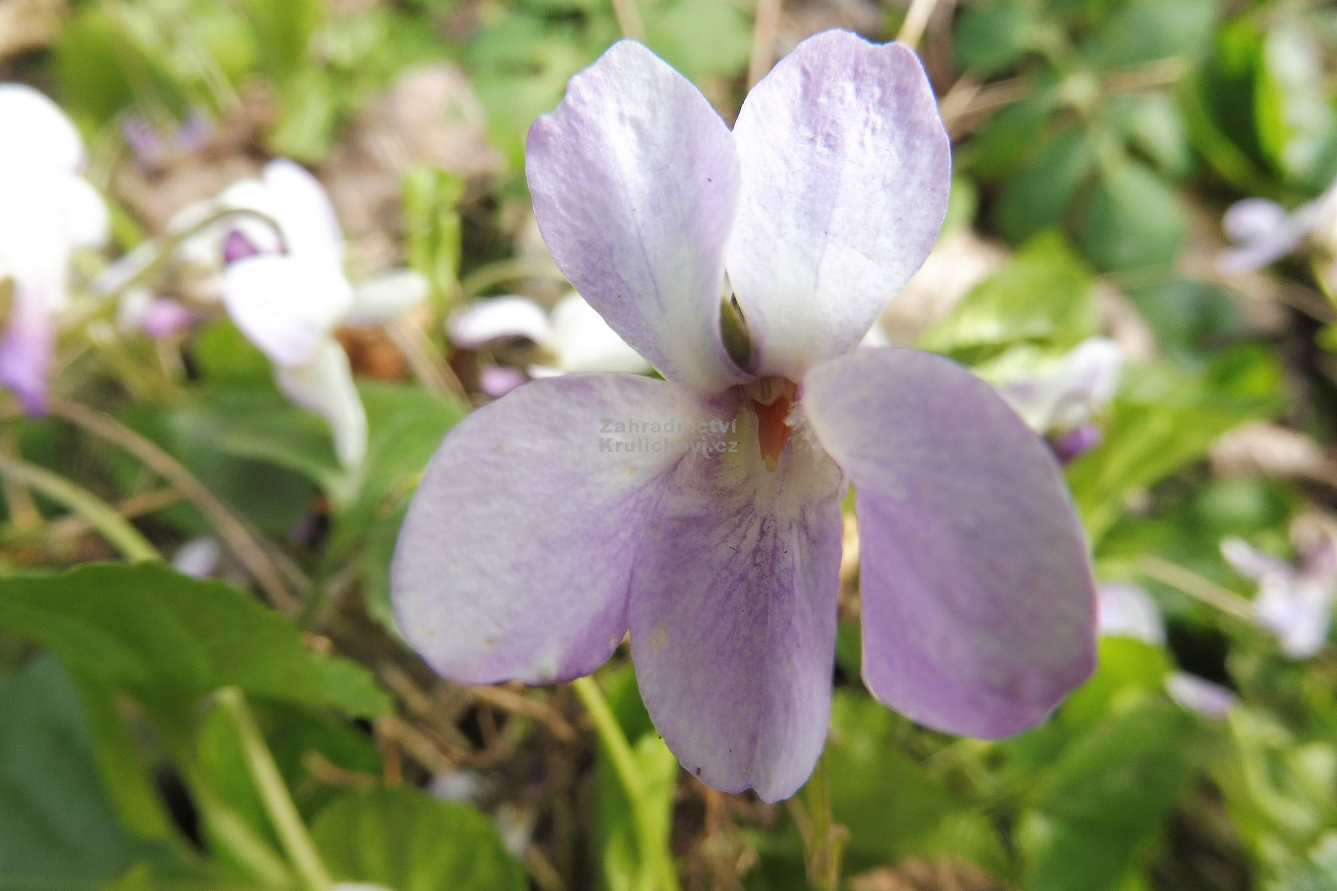 Viola odorata " Rosea " - violka, fialka vonná, přírodní forma ...