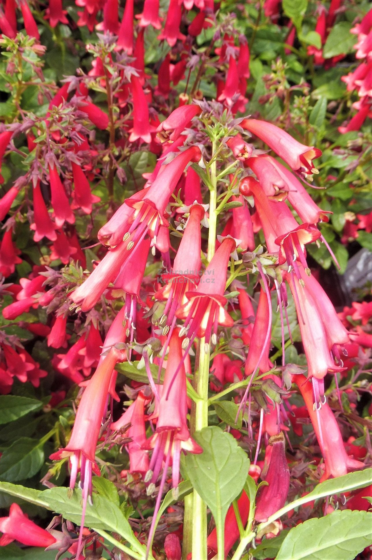 Phygelius " Candy Drops Red " ® - kapská fuchsie Zahradnictví ...