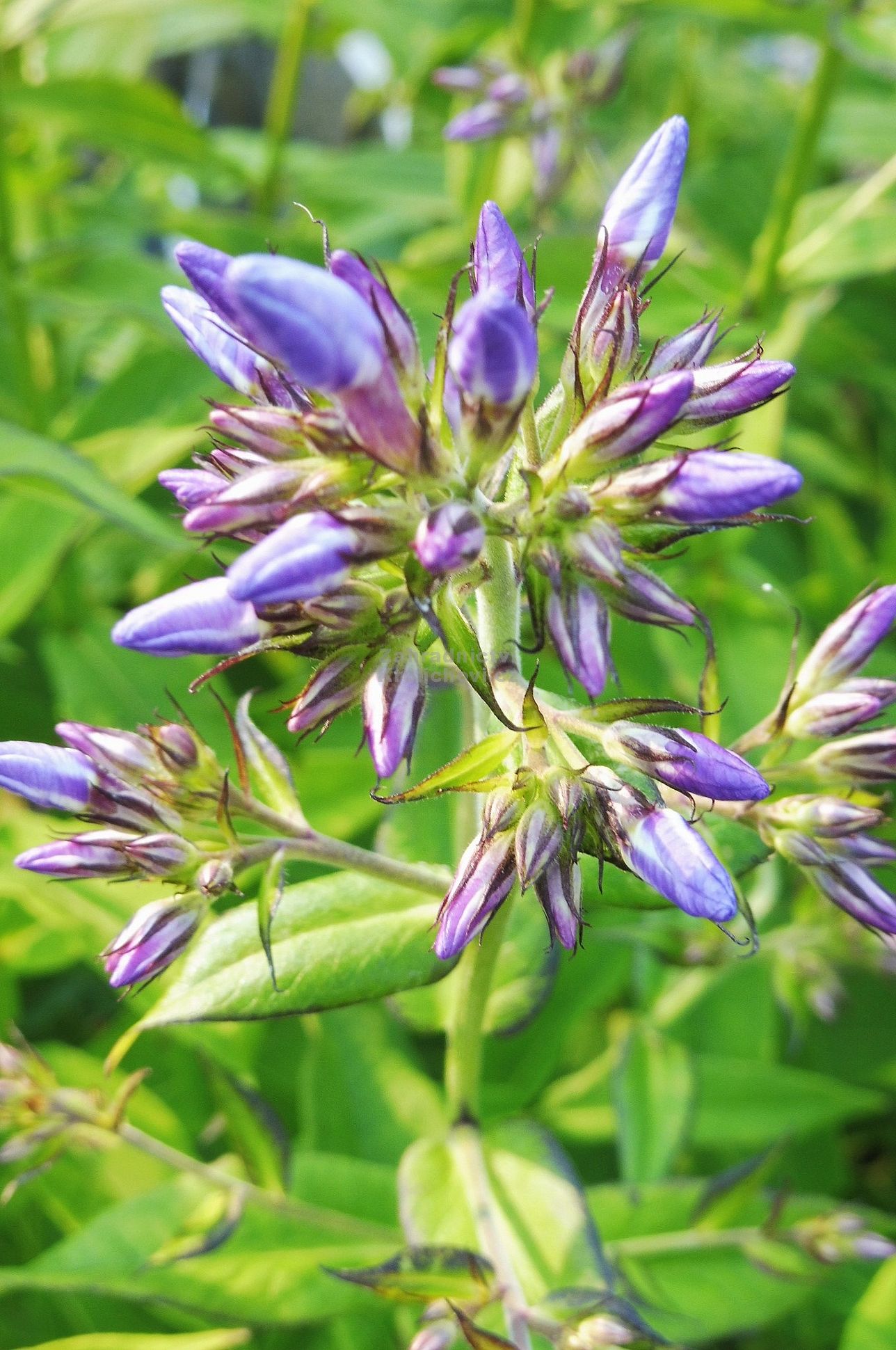 Phlox paniculata " Blue Drops " - flox, plamenka Zahradnictví ...