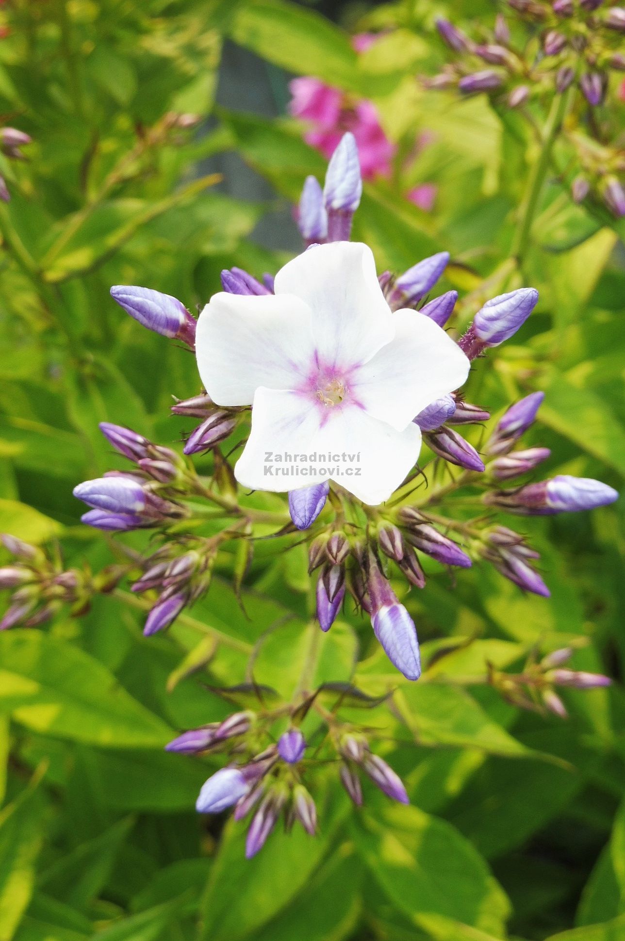 Phlox paniculata " Blue Drops " - flox, plamenka Zahradnictví ...