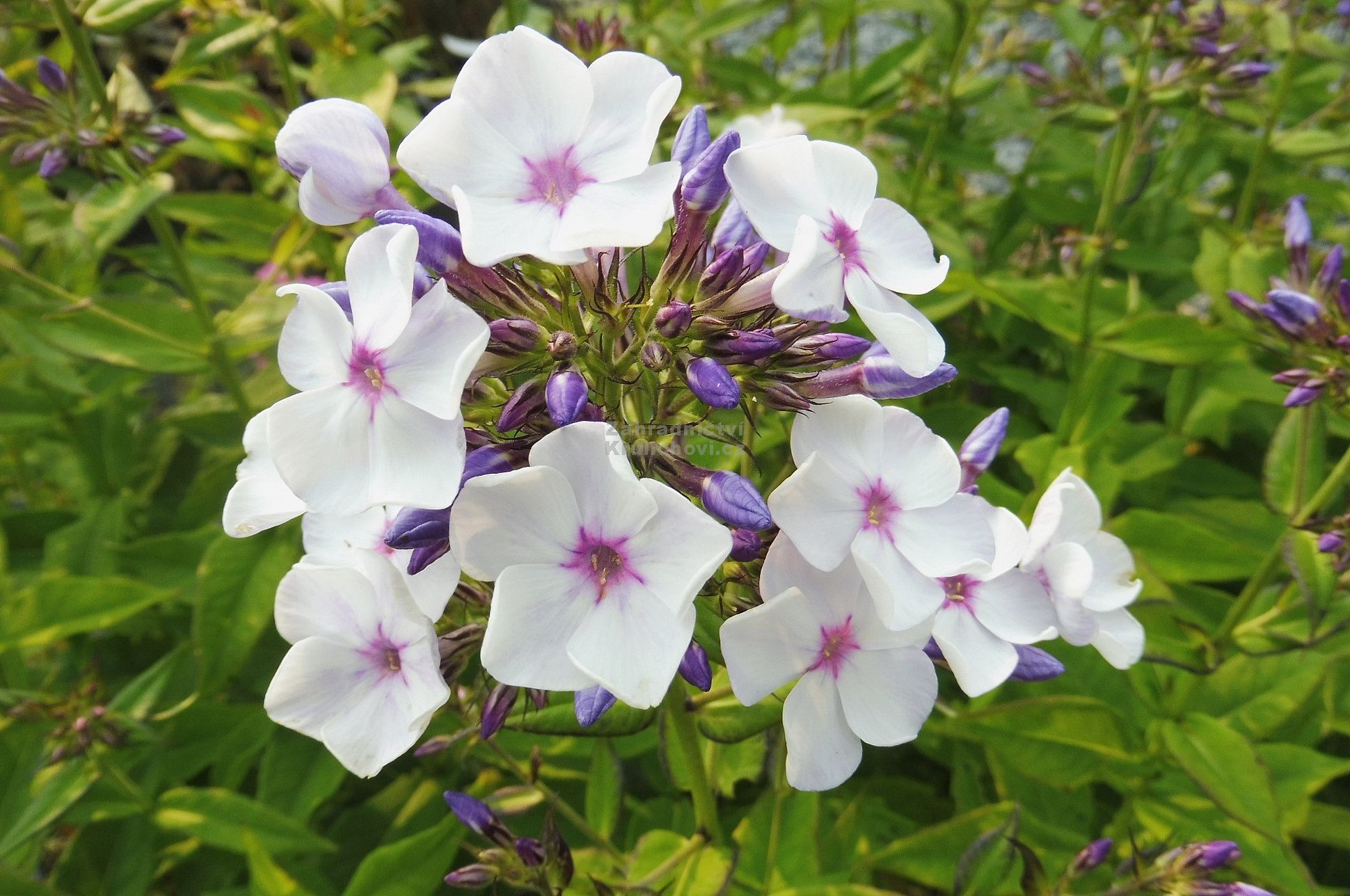 Phlox paniculata " Blue Drops " - flox, plamenka Zahradnictví ...