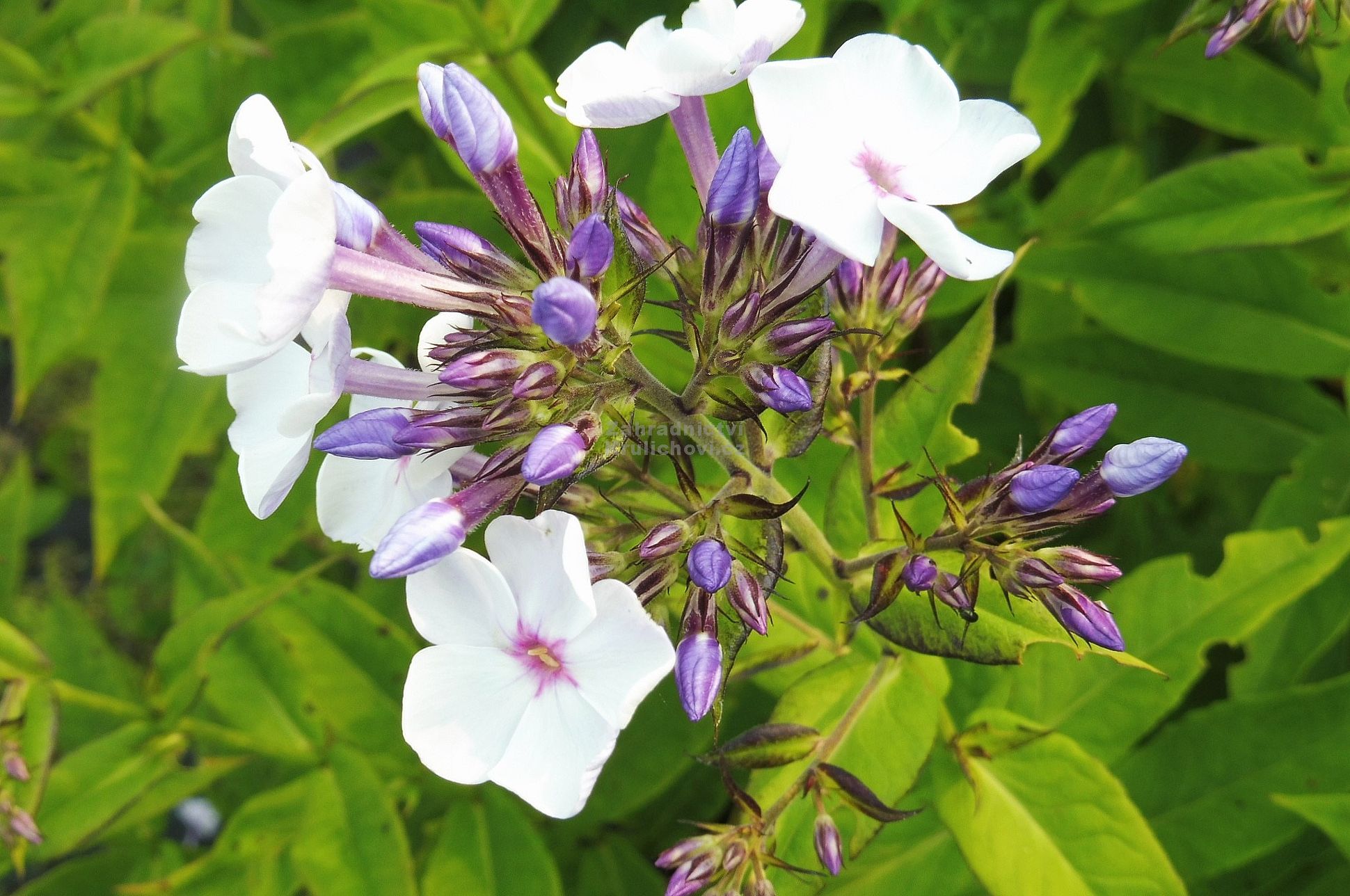Phlox paniculata " Blue Drops " - flox, plamenka Zahradnictví ...