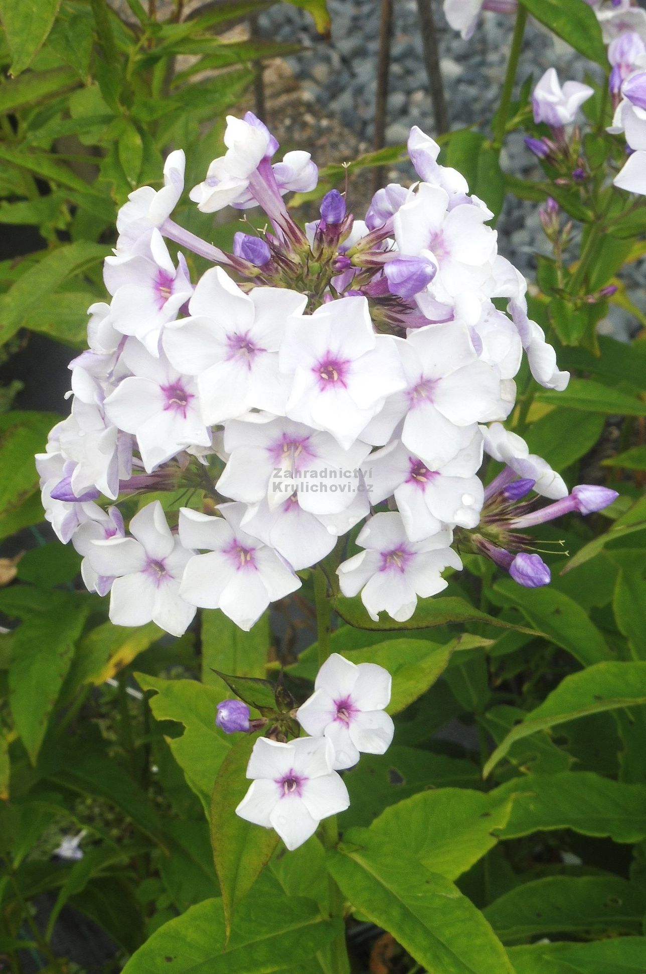 Phlox paniculata " Blue Drops " - flox, plamenka Zahradnictví ...