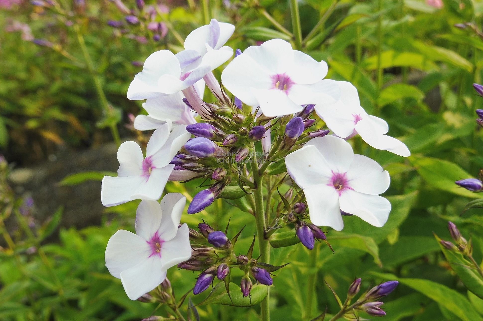 Phlox paniculata " Blue Drops " - flox, plamenka Zahradnictví ...
