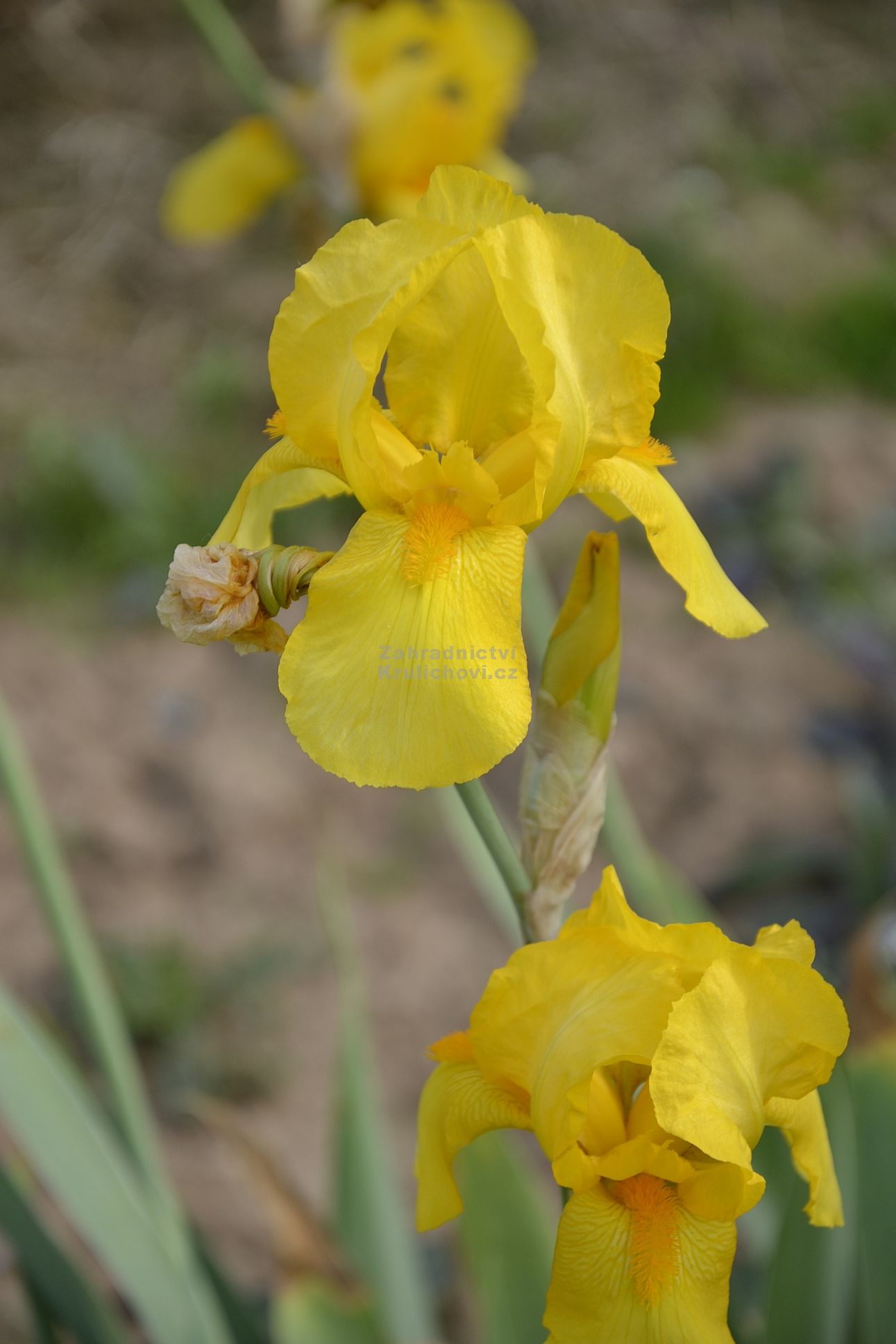 Iris x barbata Elatior " Ola Kala " - iris, kosatec Zahradnictví ...