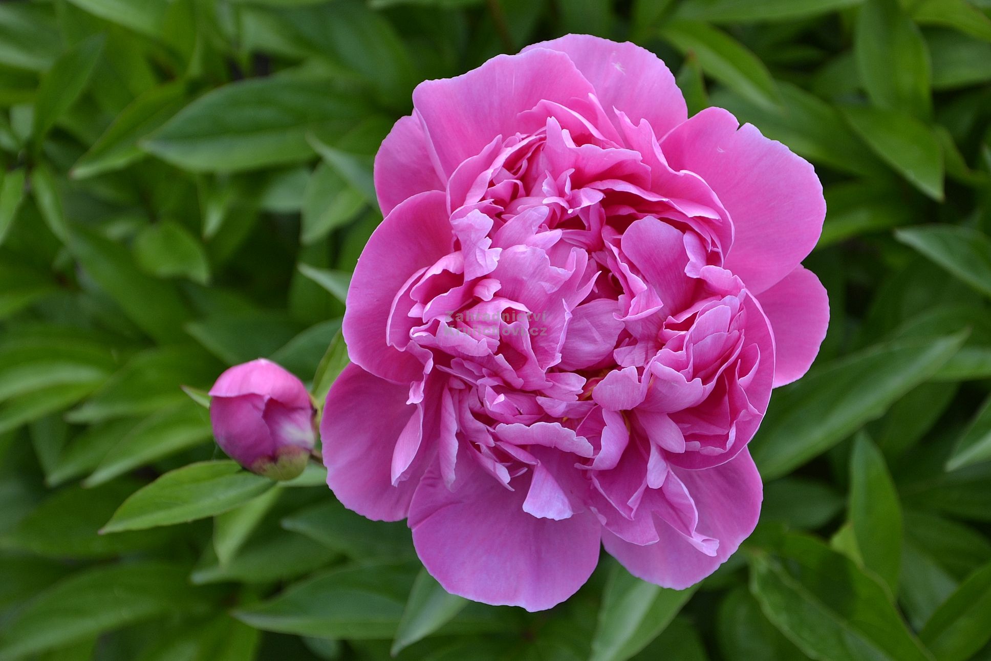 Paeonia lactiflora " Bouquet Perfect " - pivoňka čínská Zahradnictví ...
