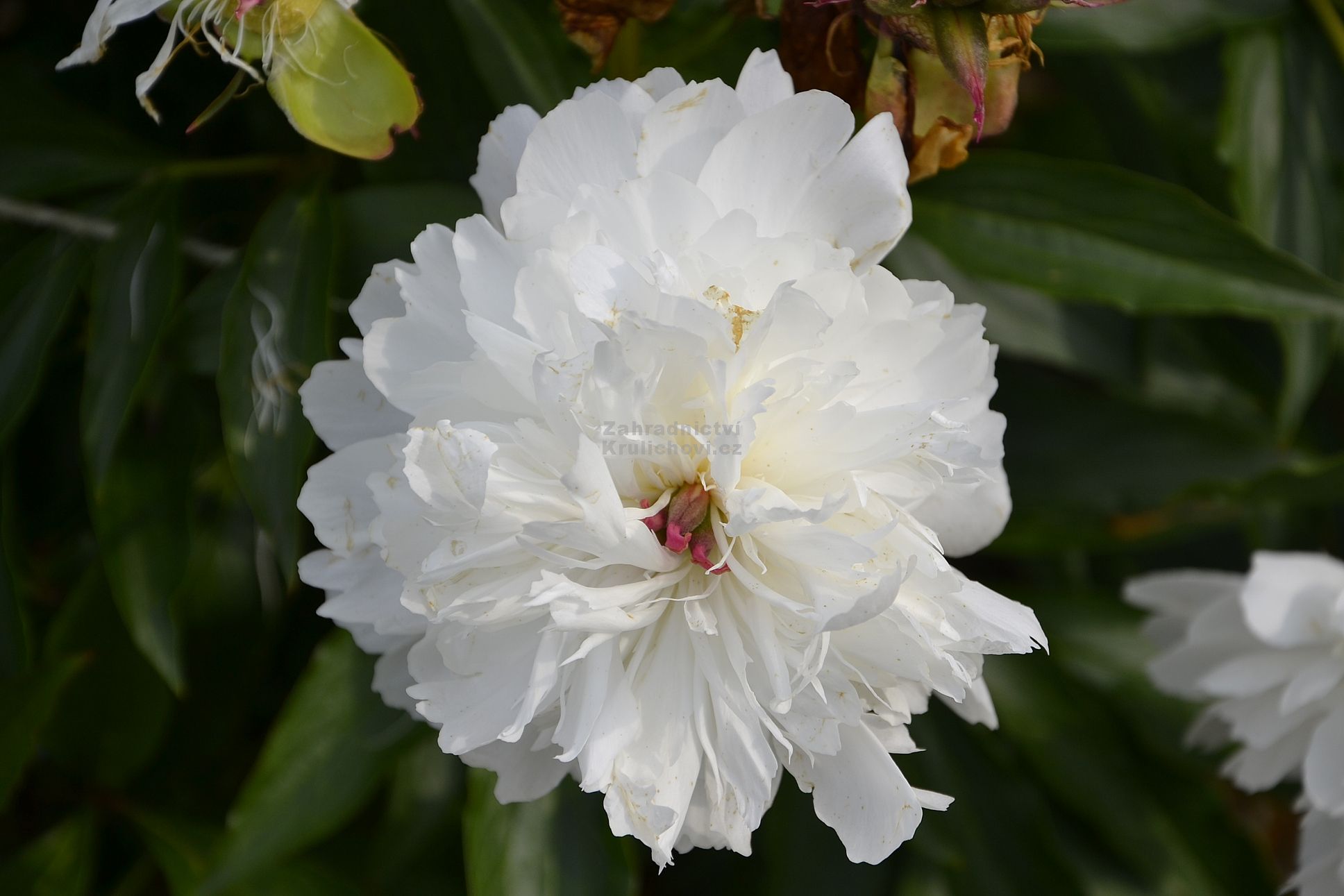 Paeonia lactiflora " Immaculée " - pivoňka čínská Zahradnictví ...