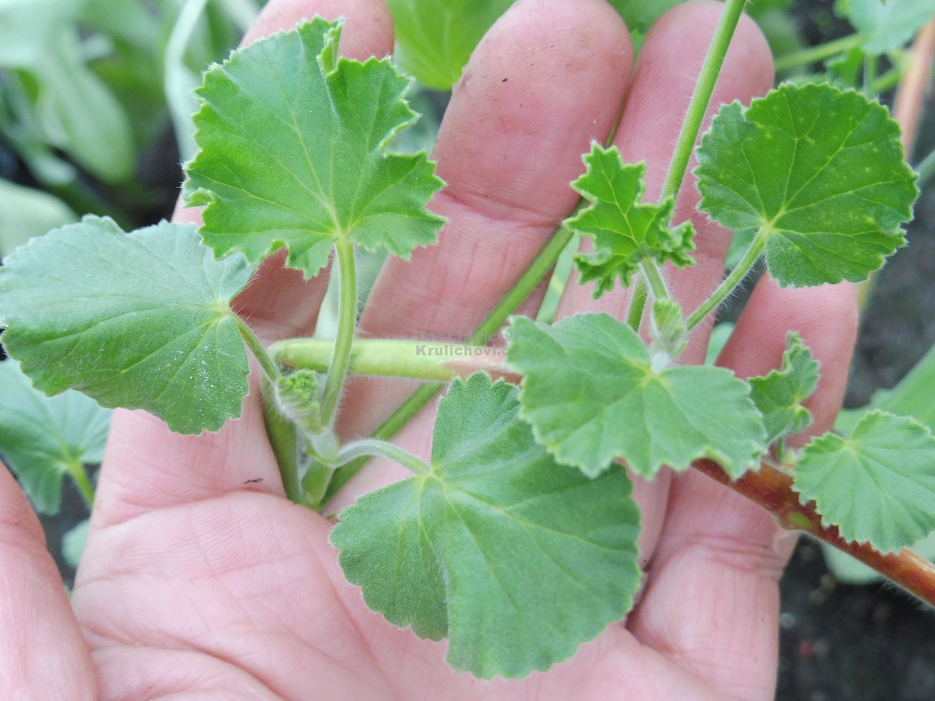 Pelargonium " Cola Bottles " - muškát vonný Zahradnictví Krulichovi ...