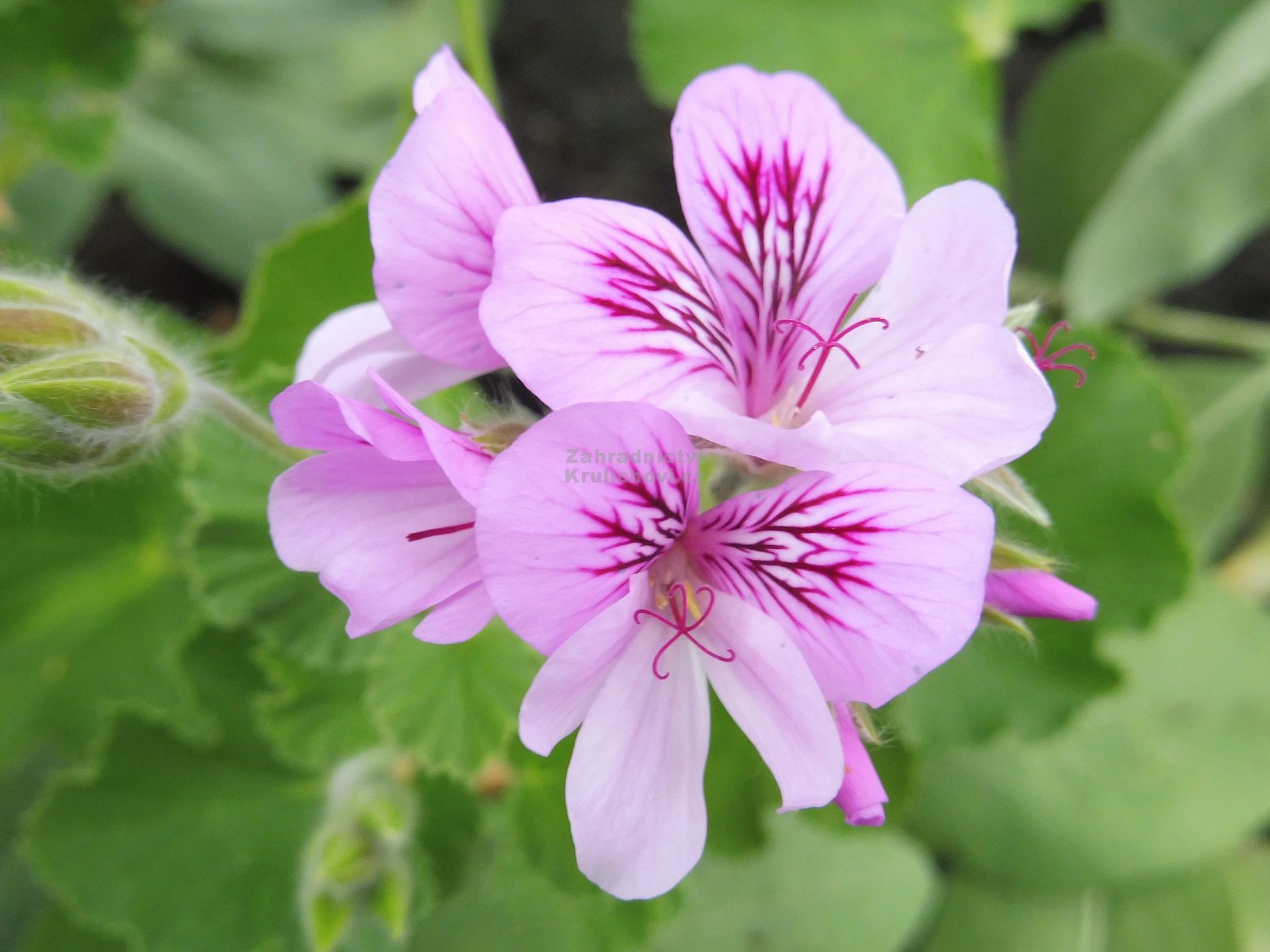 Pelargonium " Cola Bottles " - muškát vonný Zahradnictví Krulichovi ...