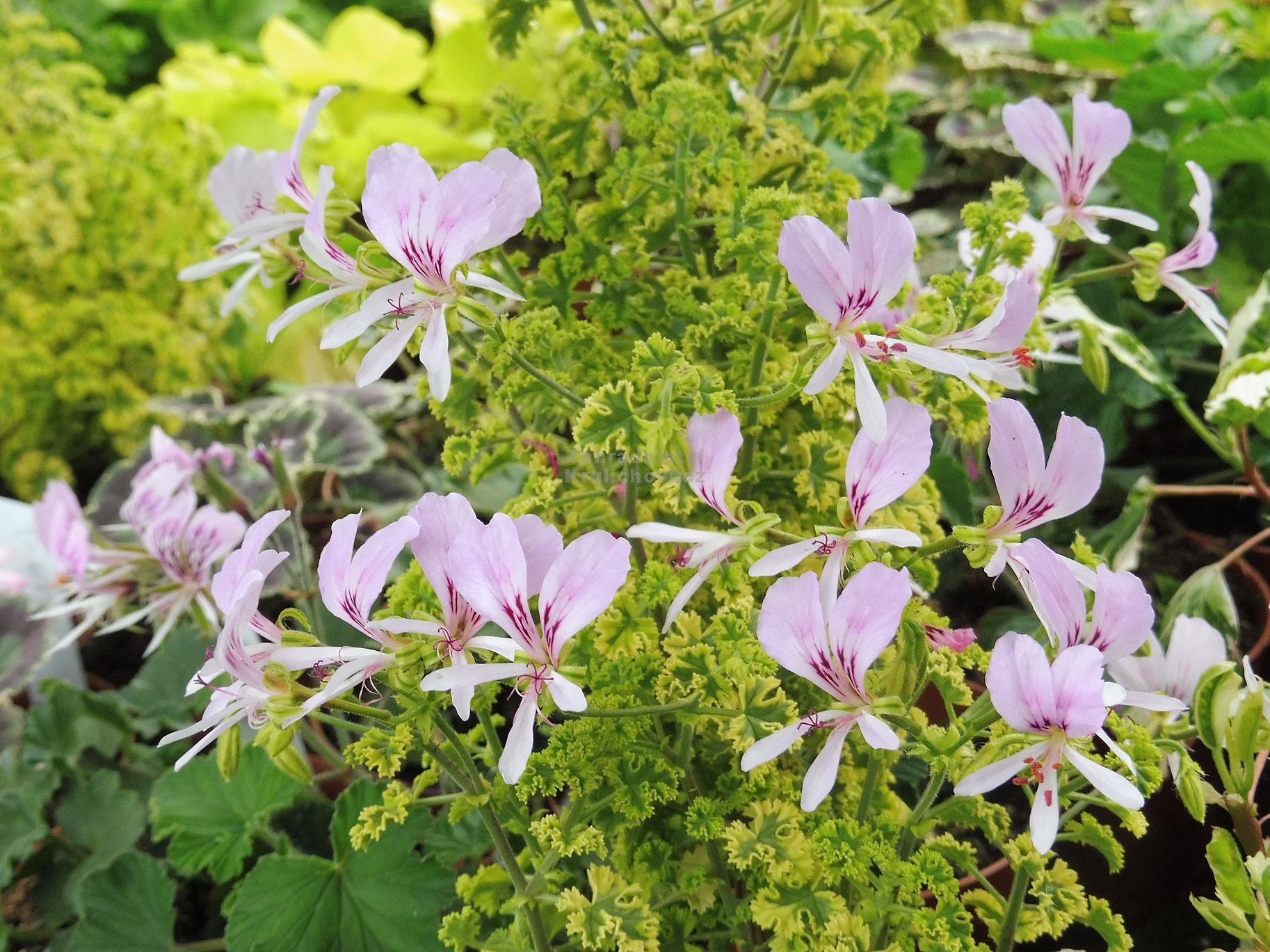 Pelargonium " Cy´s Sunburst " - muškát Zahradnictví Krulichovi - zahradnictví, květinářství ...