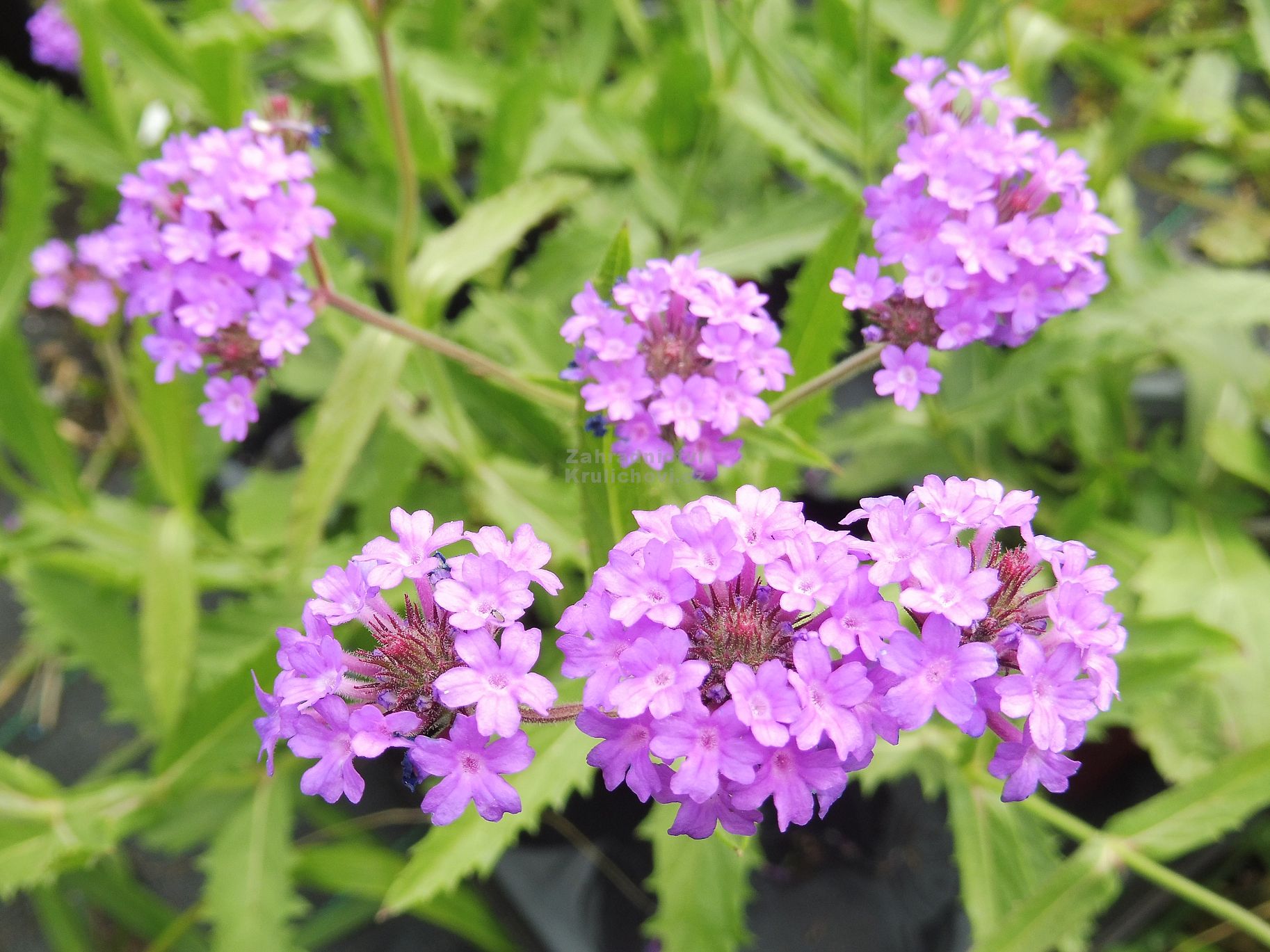 Verbena rigida " Venosa Lilac " - sporýš tuhý Zahradnictví Krulichovi ...