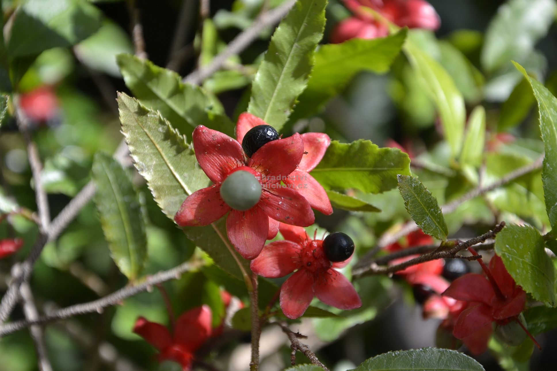 Ochna serrulata - ochna, anglicky Mickey Mouse plant Zahradnictví ...