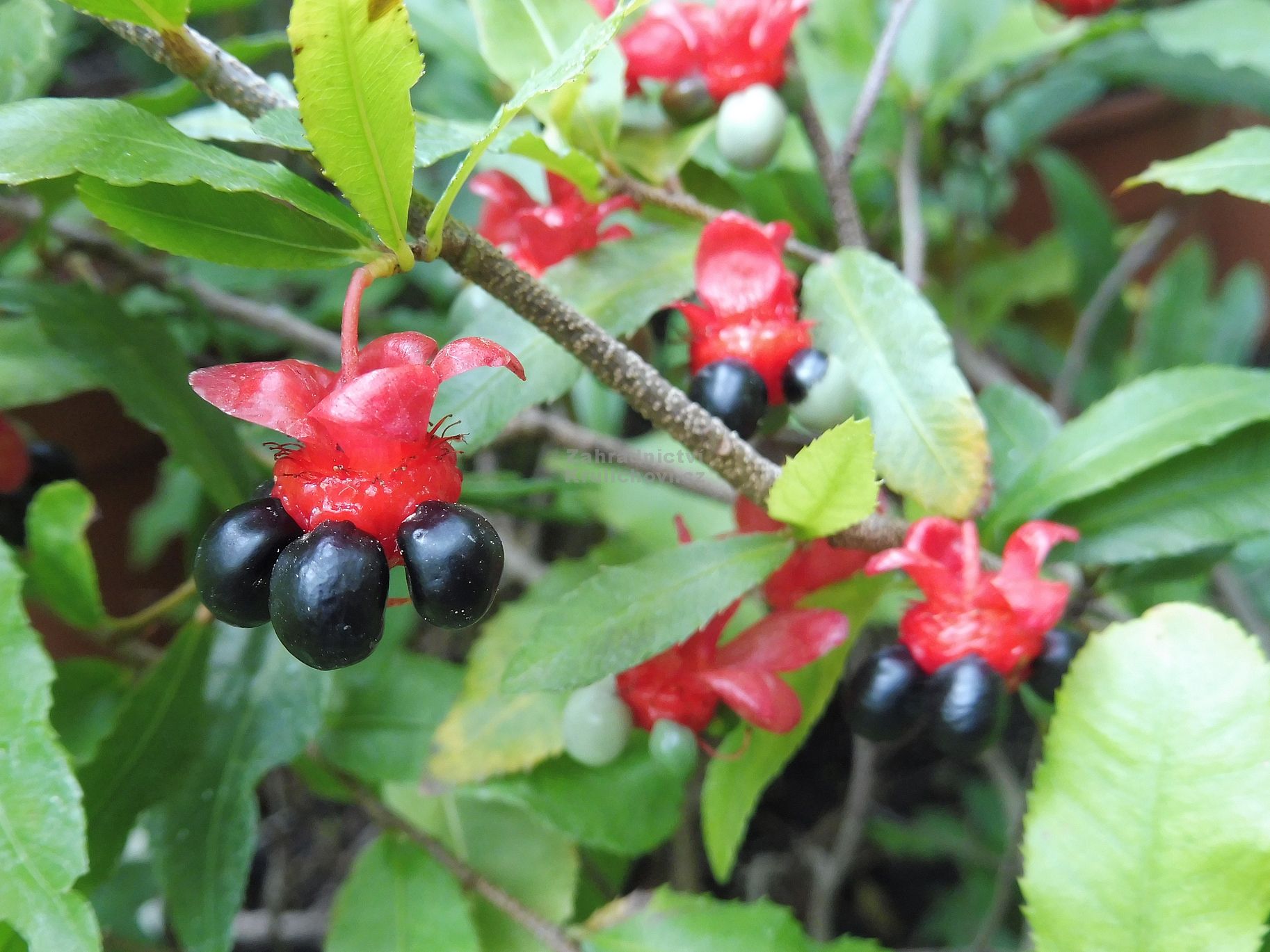 Ochna serrulata - ochna, anglicky Mickey Mouse plant Zahradnictví ...
