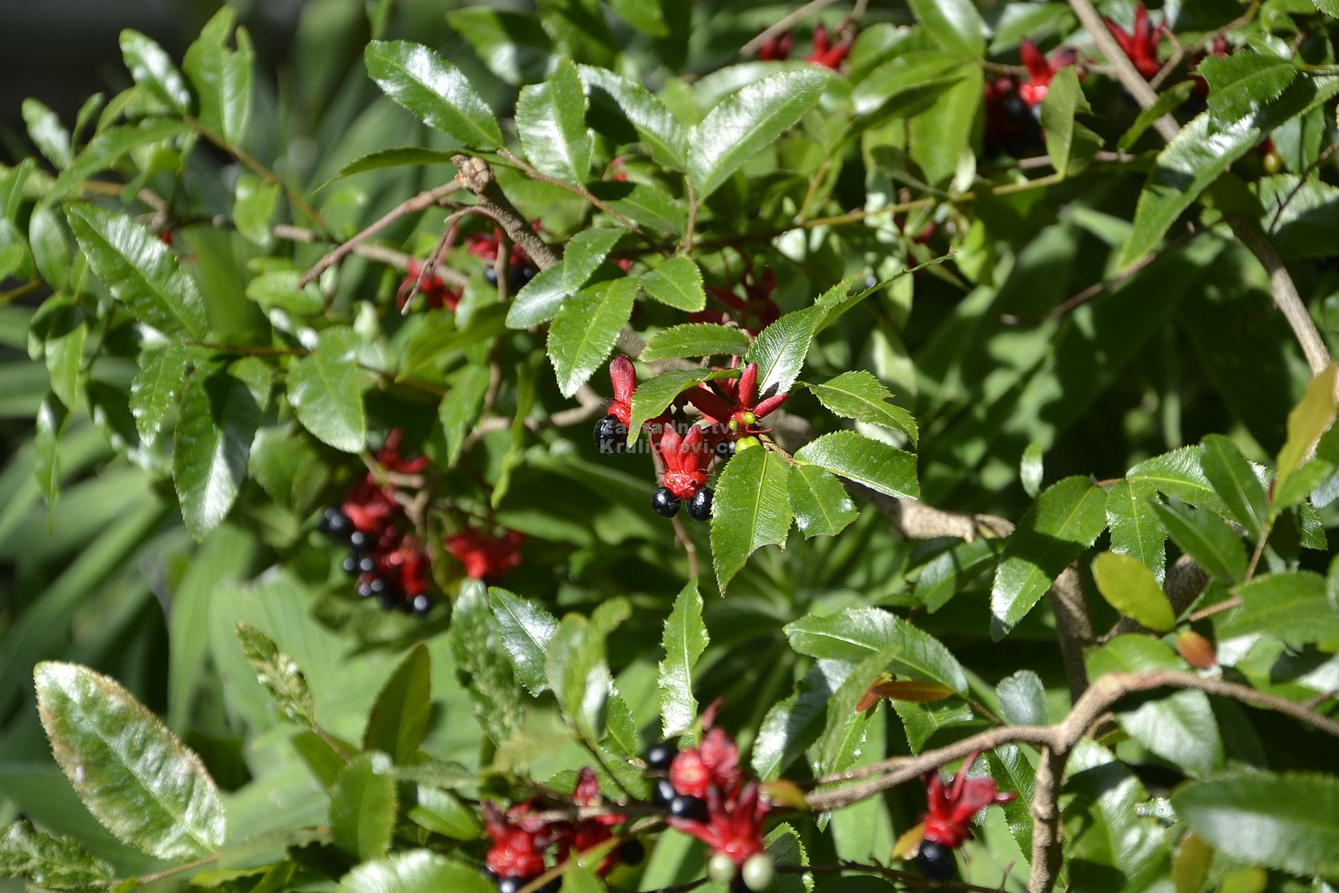 Ochna serrulata - ochna, anglicky Mickey Mouse plant Zahradnictví ...