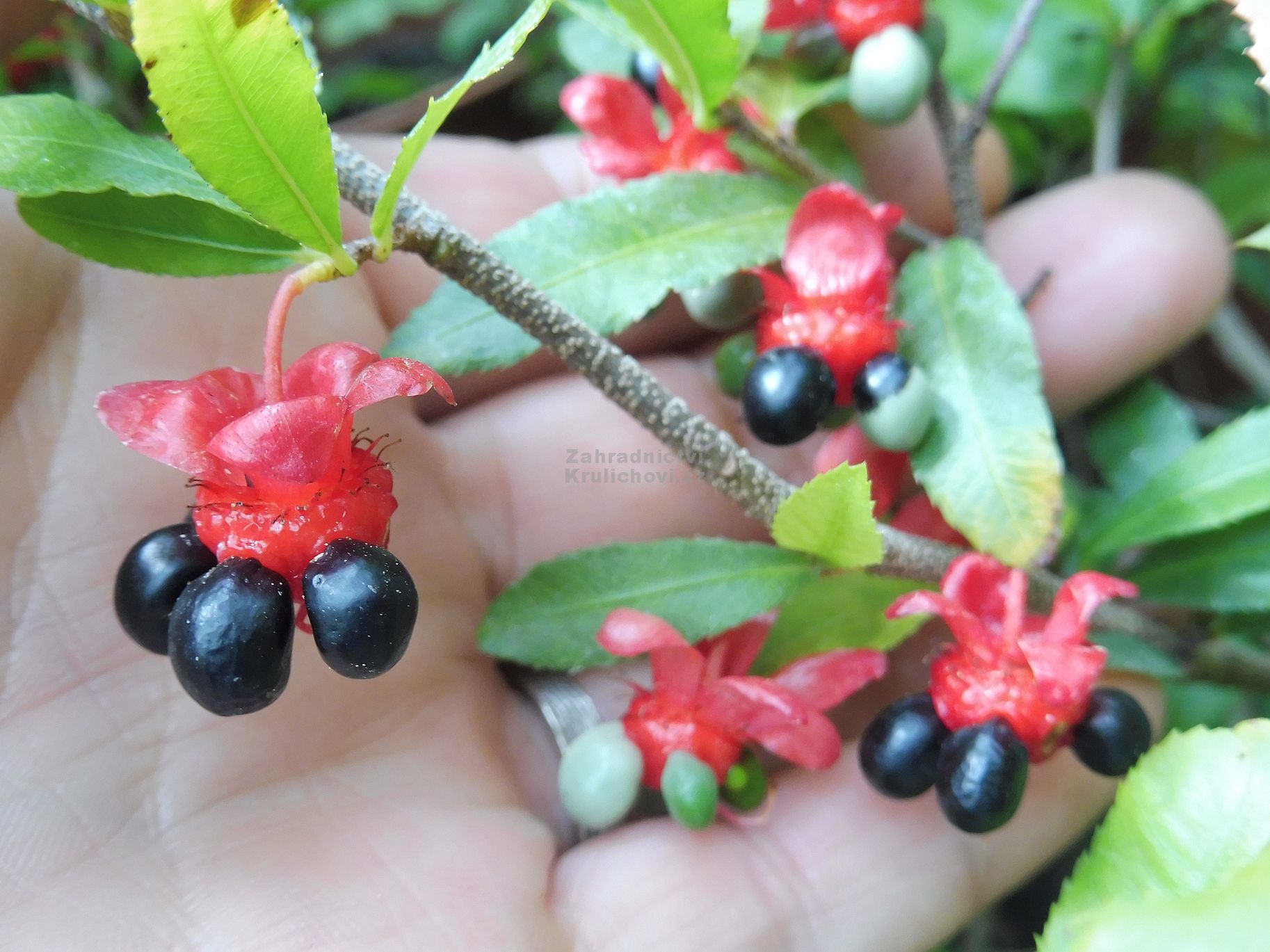 Ochna serrulata - ochna, anglicky Mickey Mouse plant Zahradnictví ...