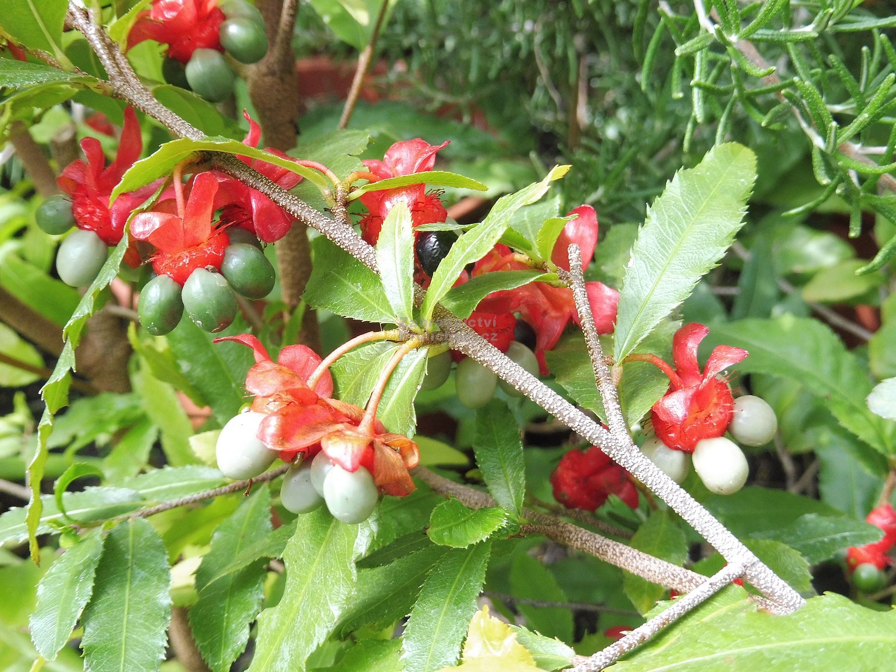 Ochna serrulata - ochna, anglicky Mickey Mouse plant Zahradnictví ...