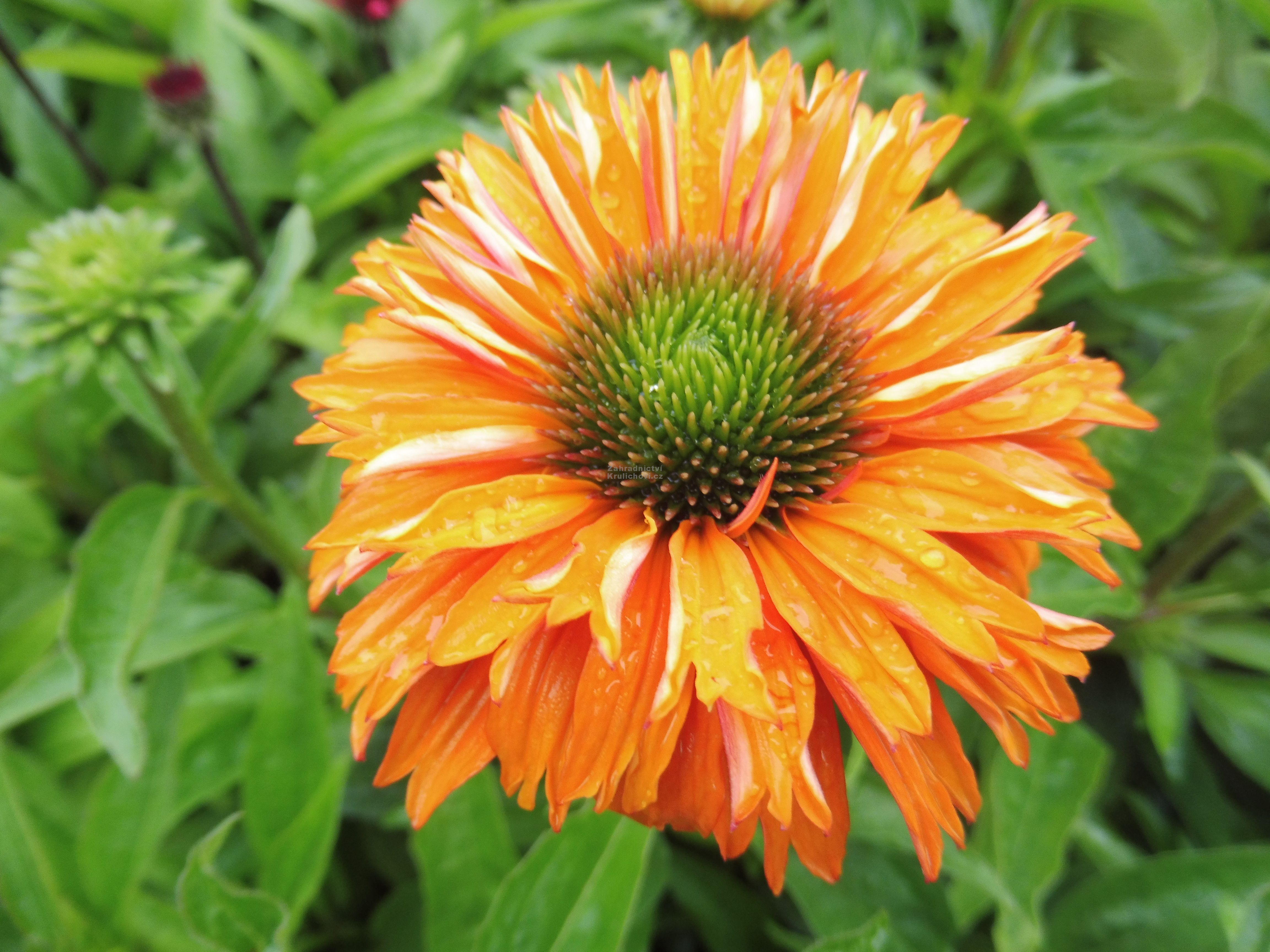 Echinacea " SunSeekers Mineola " ® - třapatkovka Zahradnictví ...
