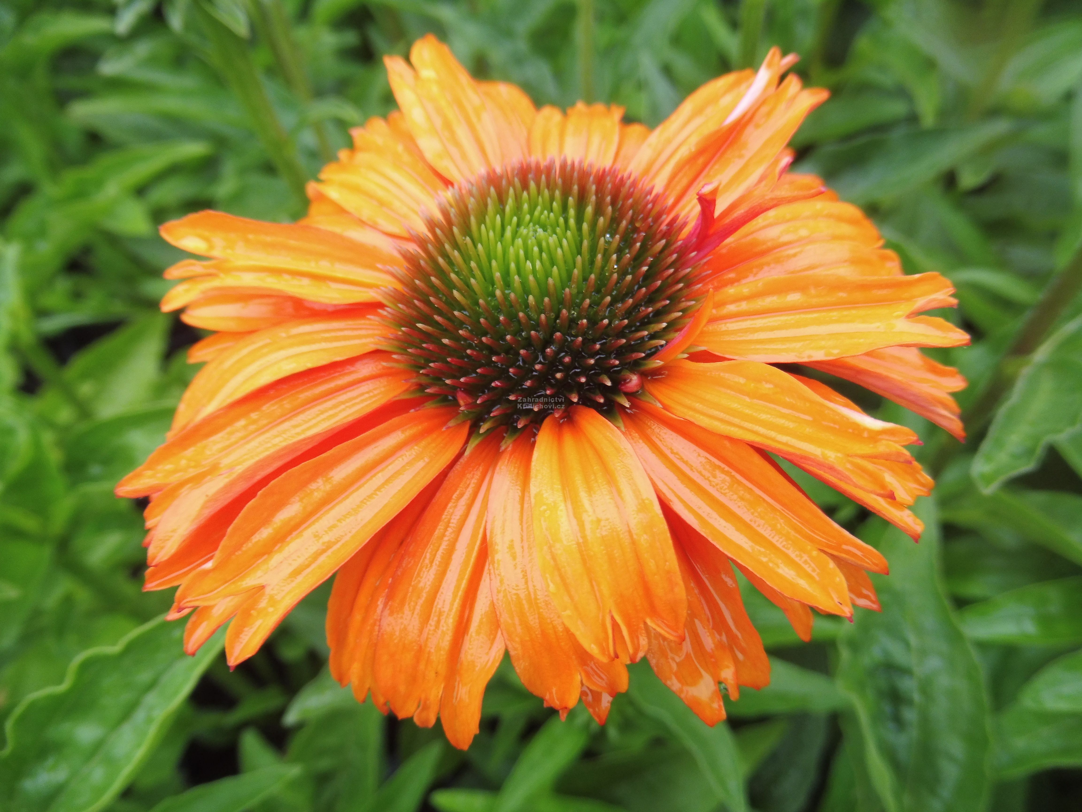 Echinacea " SunSeekers Mineola " ® - třapatkovka Zahradnictví ...