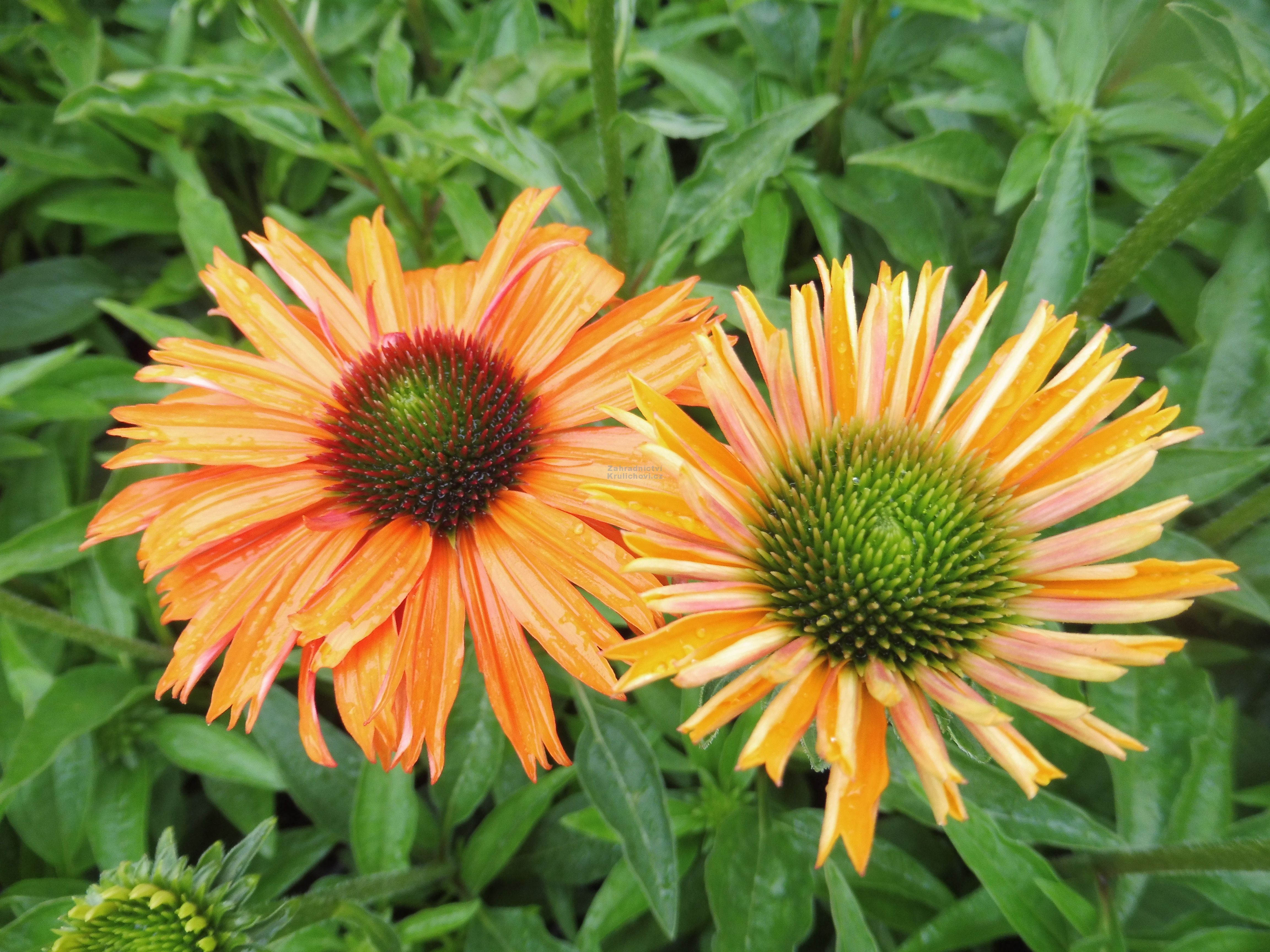 Echinacea " SunSeekers Mineola " ® - třapatkovka Zahradnictví ...