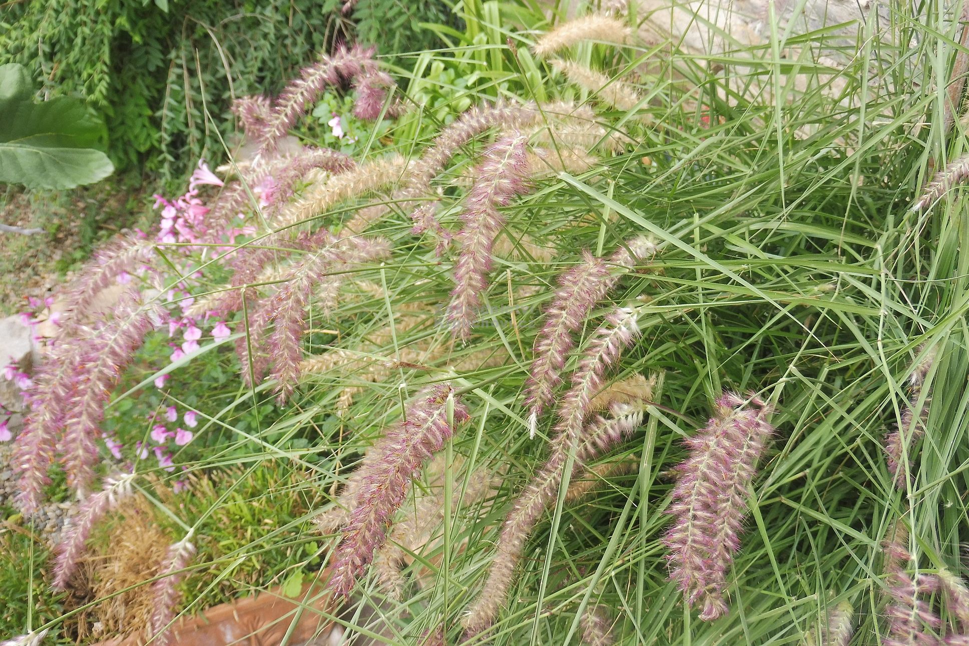 Pennisetum orientale " Flamingo " - dochan východní Zahradnictví ...